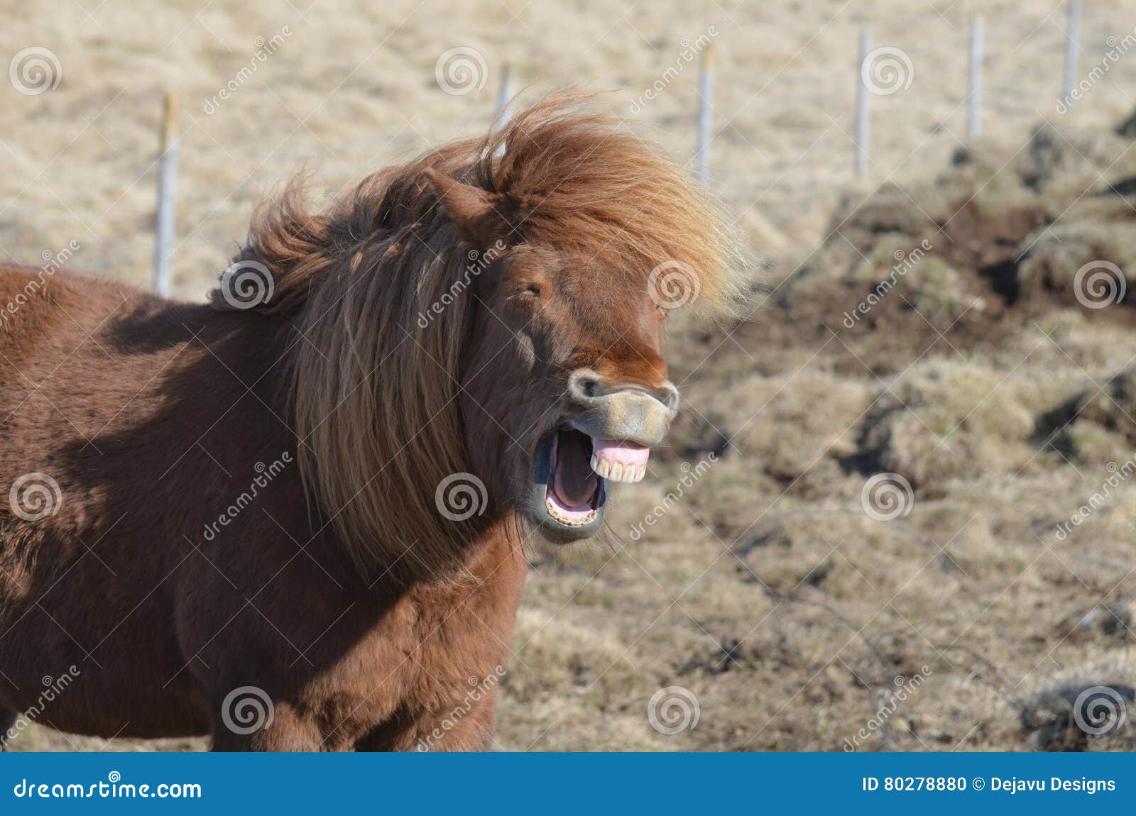 Laughing Horse in a Field stock photo. Image of mammal - 80278880