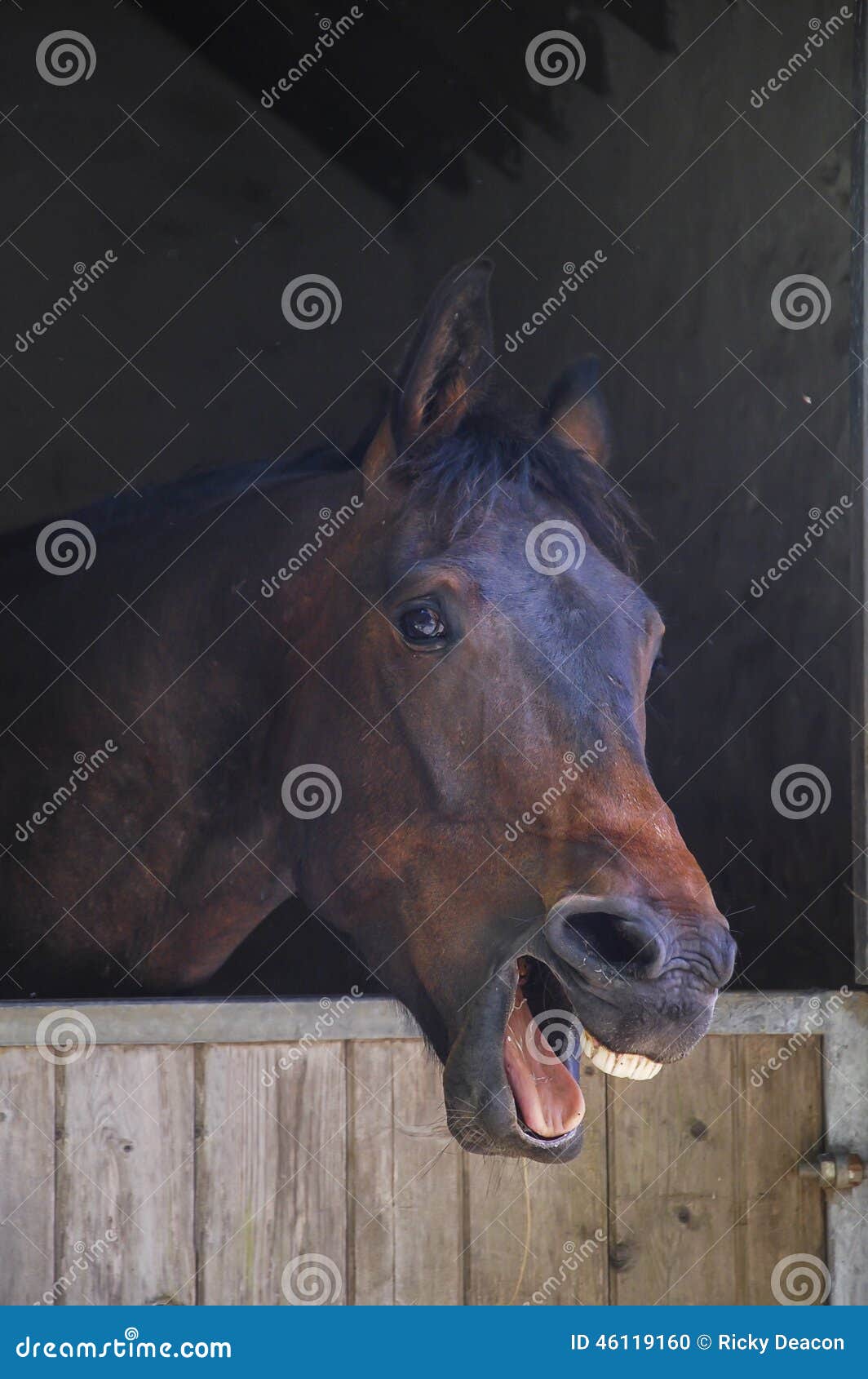 Laughing Horse stock photo. Image of dental, funny, pony - 46119160