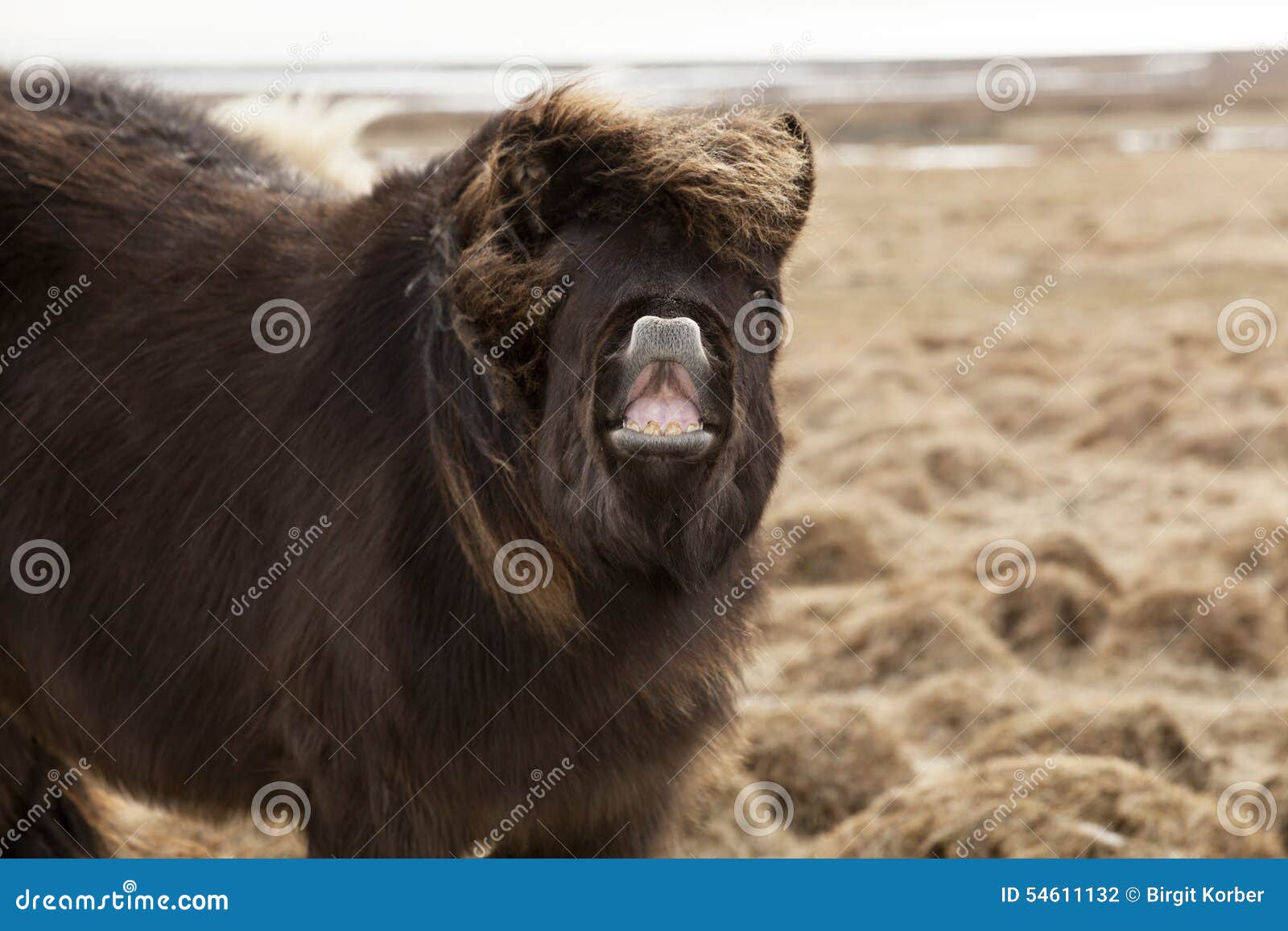Laughing Icelandic Horse Royalty-Free Stock Photo | CartoonDealer.com ...