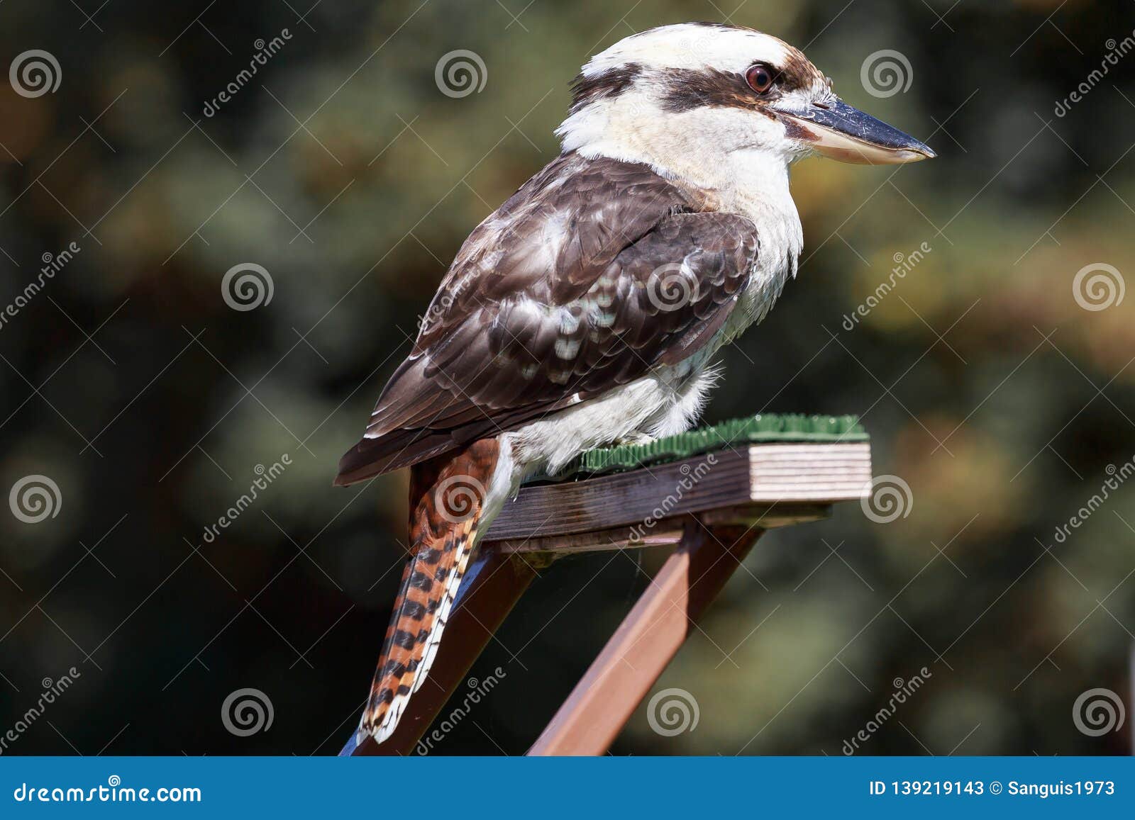 Laughing bird stock image. Image of beauty, beak, water - 139219143