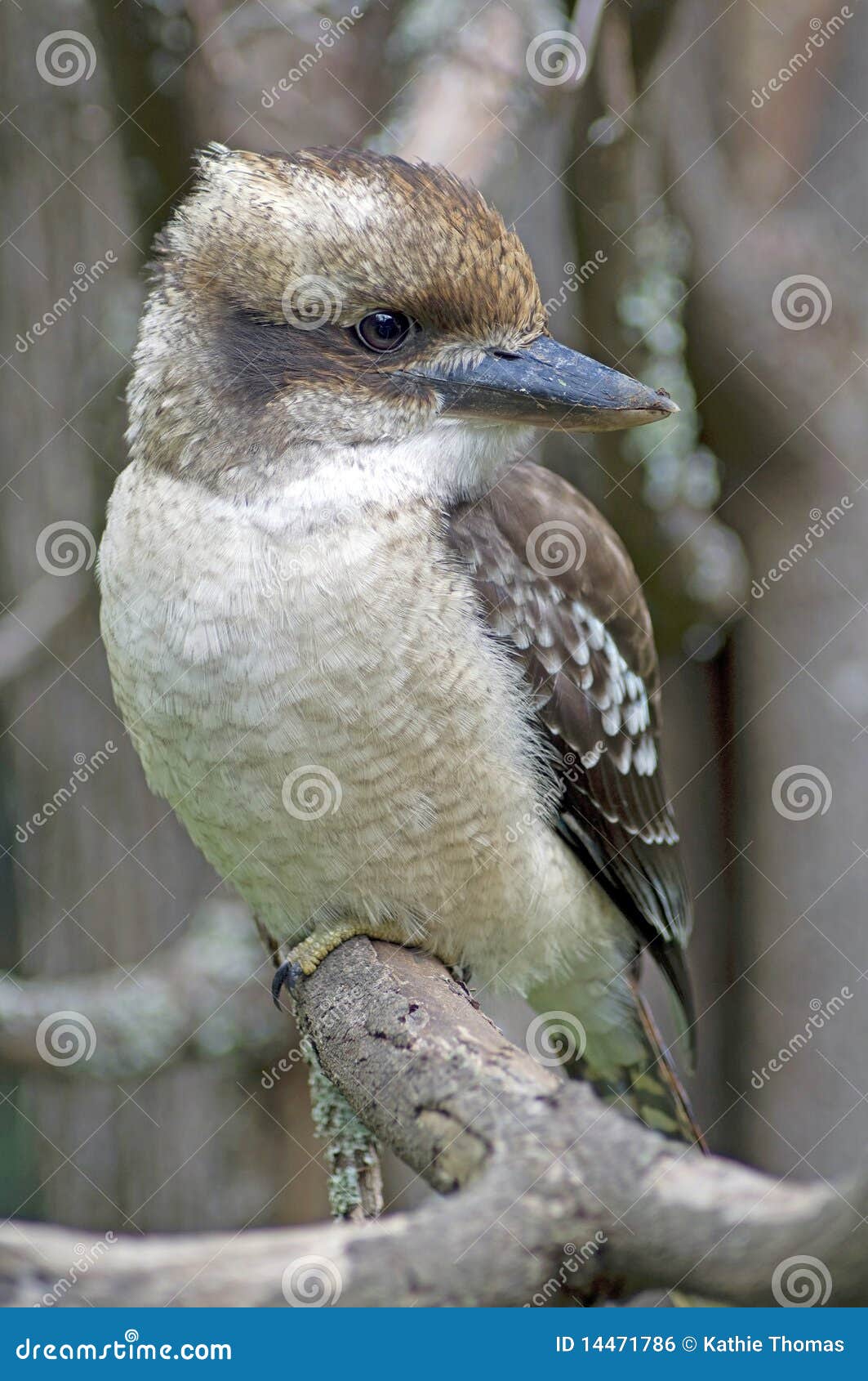 Laughing Kookaburra stock photo. Image of wildlife, feathers - 14471786