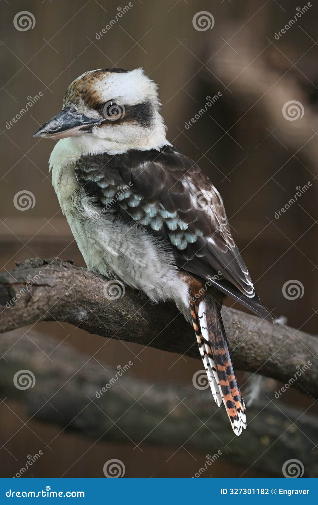 Laughing Kookaburra Animals Birds Zoo Stock Photo - Image of birds ...
