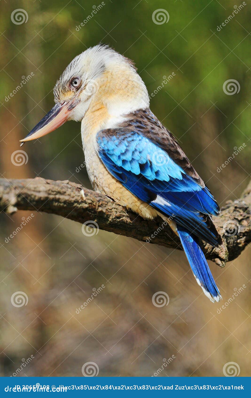 Laughing Kookaburra Blue-winged Stock Photo - Image of lobatus ...