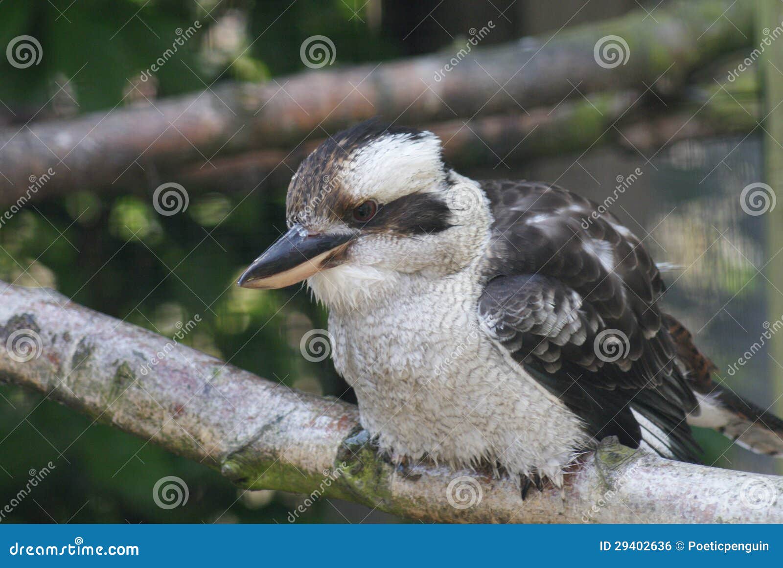 Laughing Kookaburra - Dacelo Novaeguineae Stock Photo - Image of branch ...