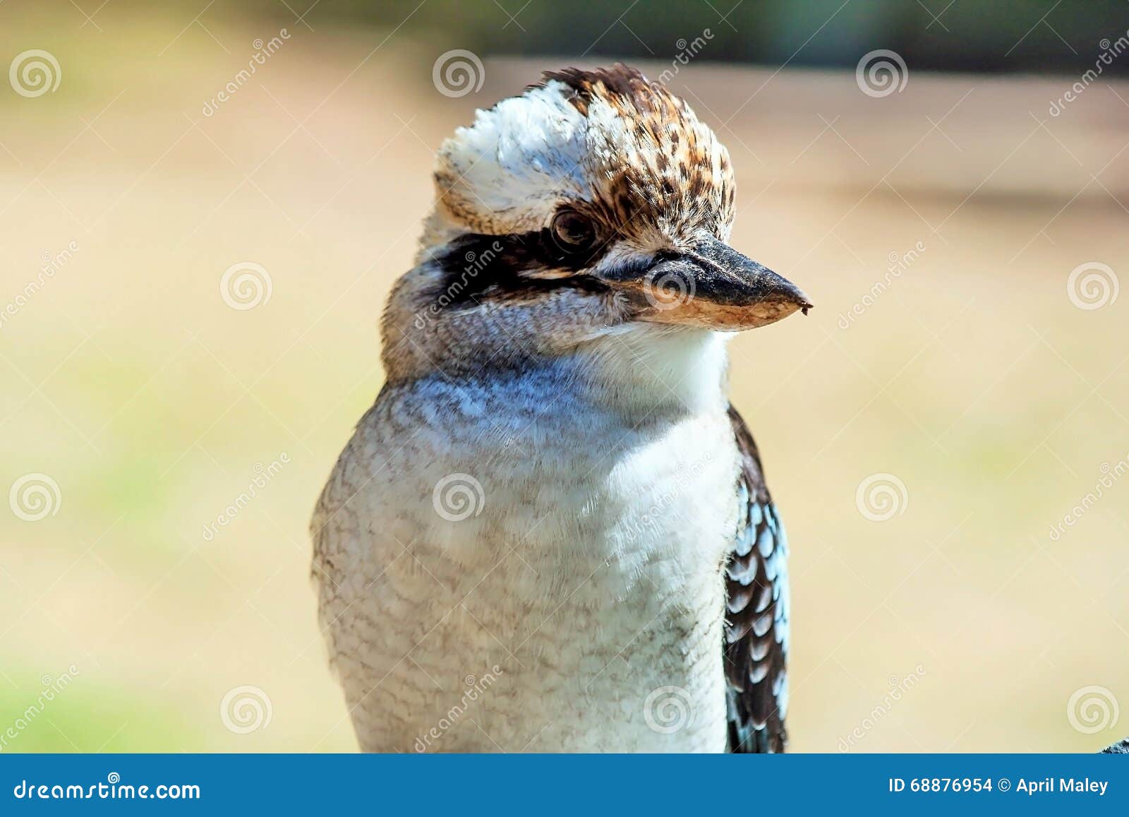 Laughing Kookaburra (Dacelo Novaeguineae) Stock Photo - Image of bird ...