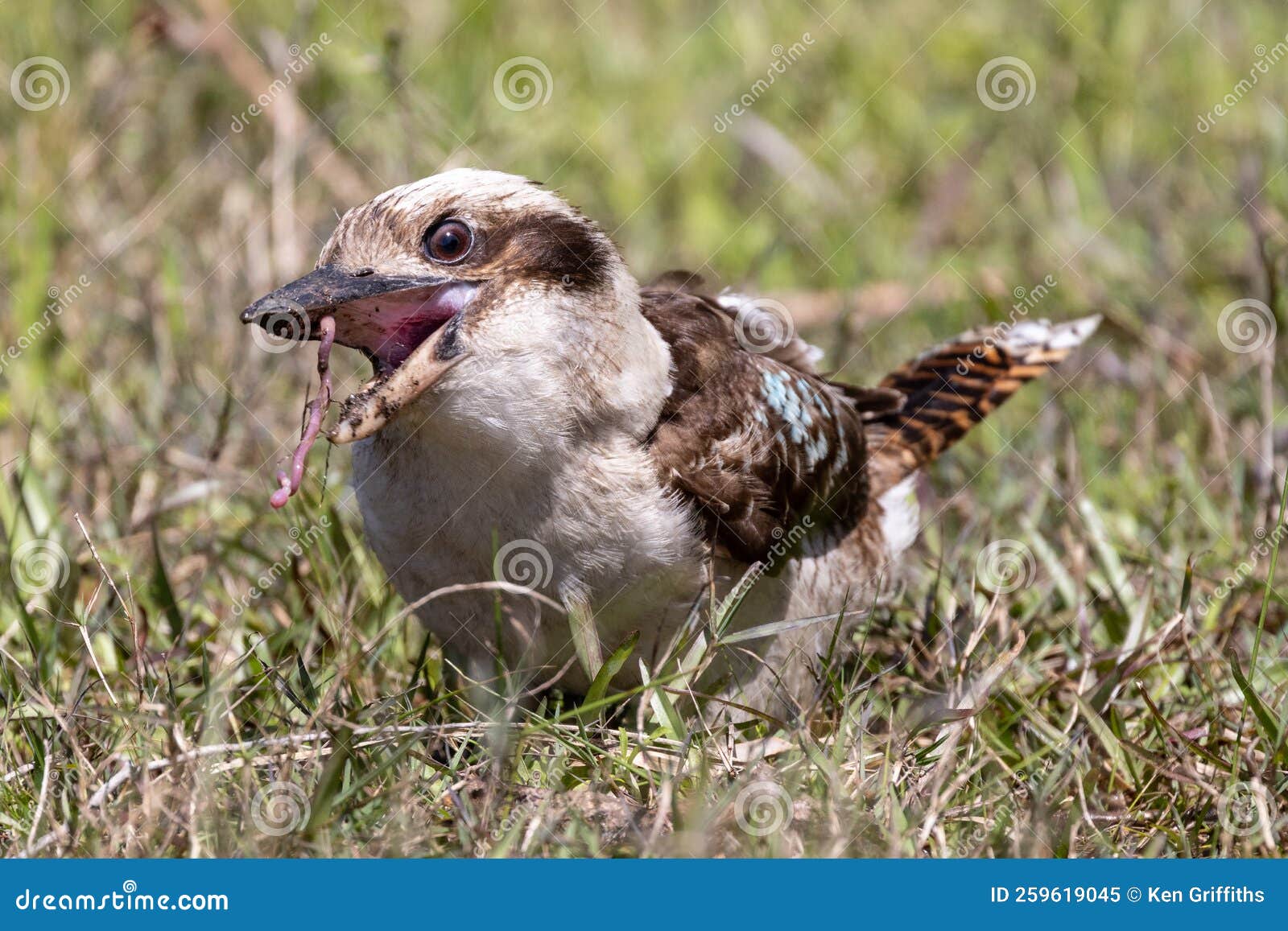 Laughing Kookaburra stock image. Image of nature, australia - 259619045
