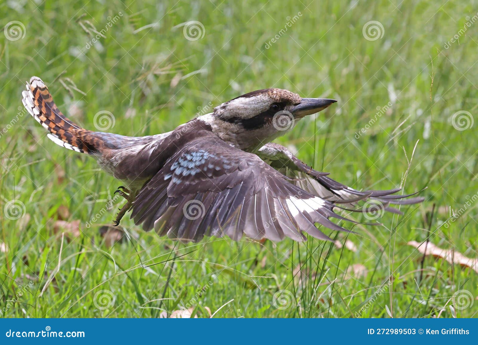 Laughing Kookaburra in Flight Stock Image - Image of wings, flight ...