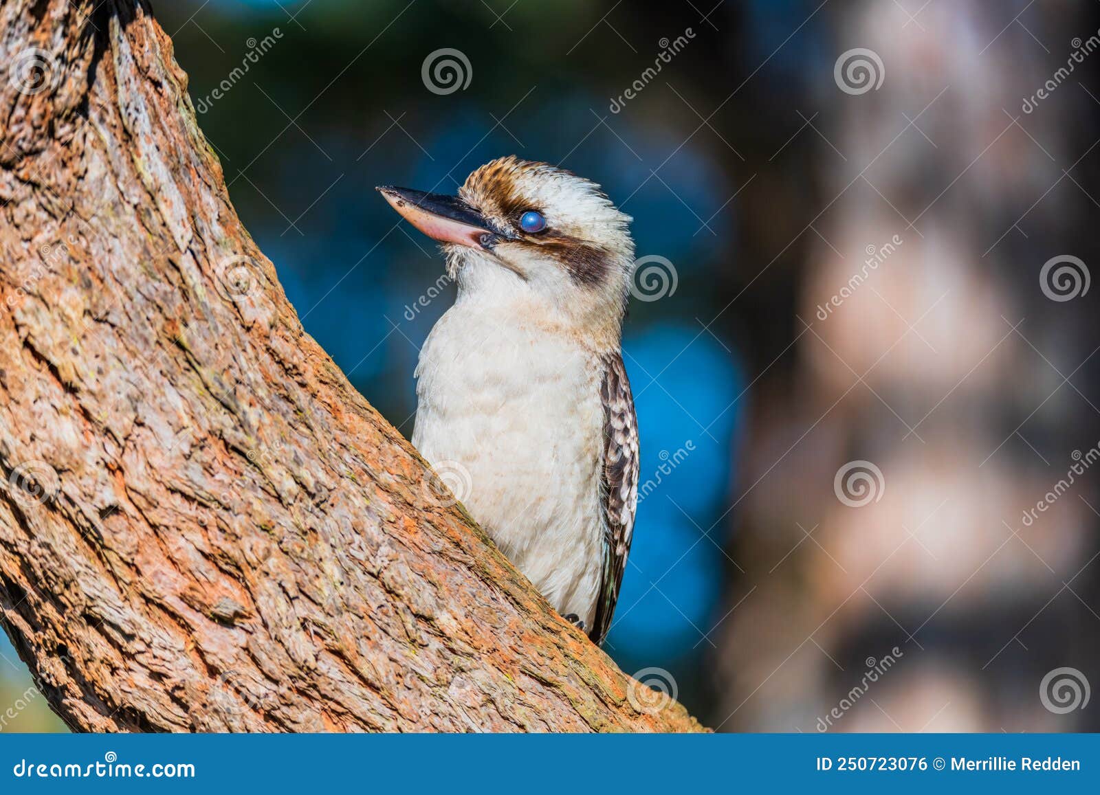 Laughing Kookaburra Showing the Nictitating Membrane 3rd Eyelid Stock ... Laughing Kookaburra Showing the Nictitating Membrane 3rd Eyelid Stock ...