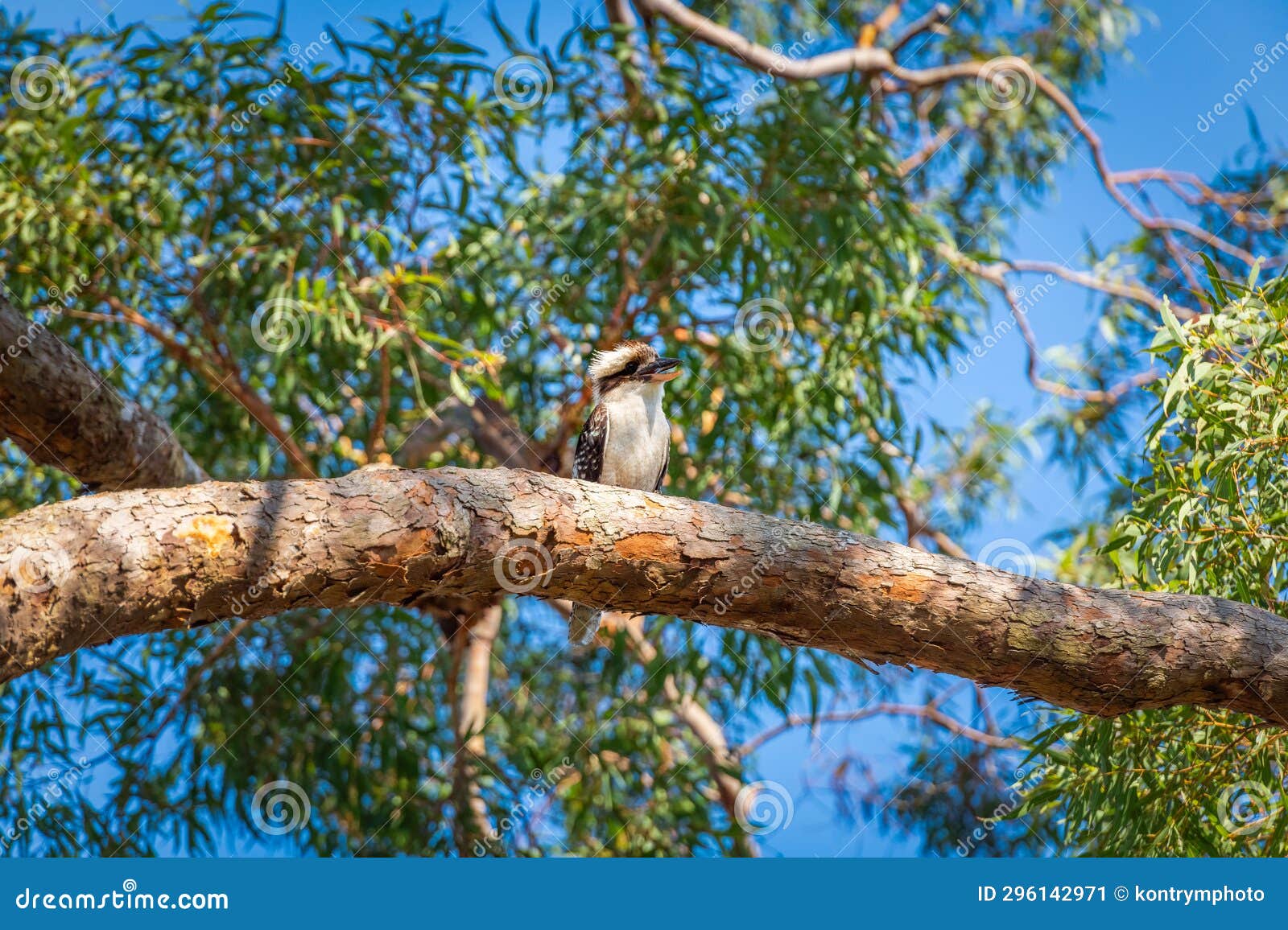 Laughing Kookaburra Sitting on the Branch of a Gum Tree and Looking ...