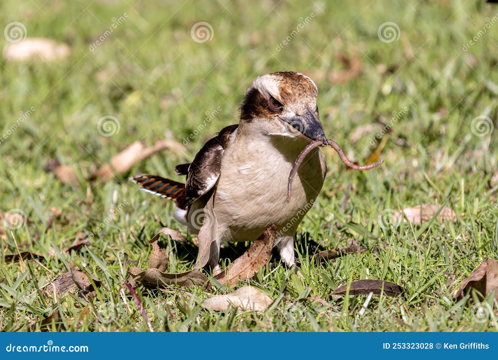 Laughing Kookaburra stock photo. Image of wildlife, novaeguineae ...