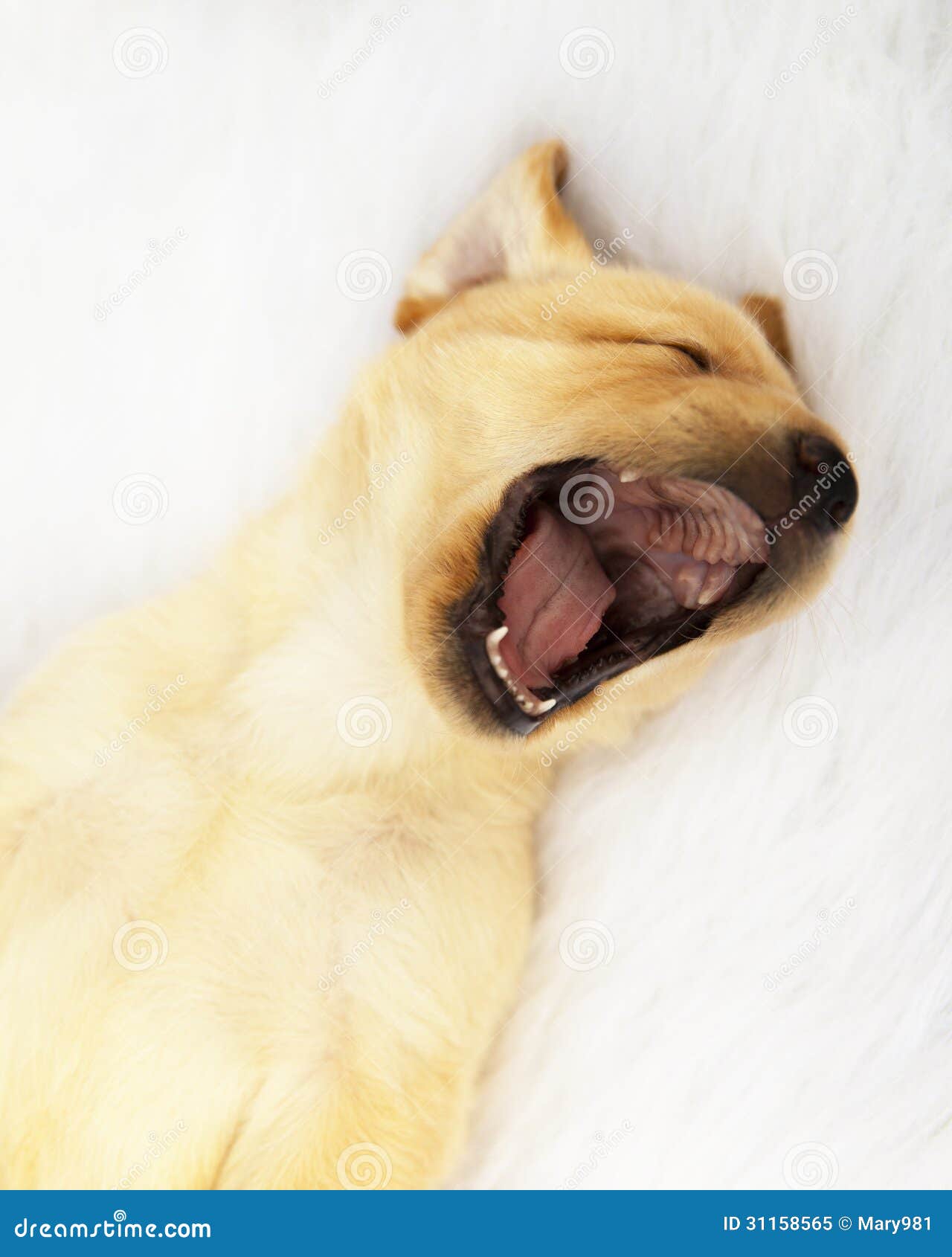 Laughing Lab Puppy stock image. Image of laughing, cute - 31158565