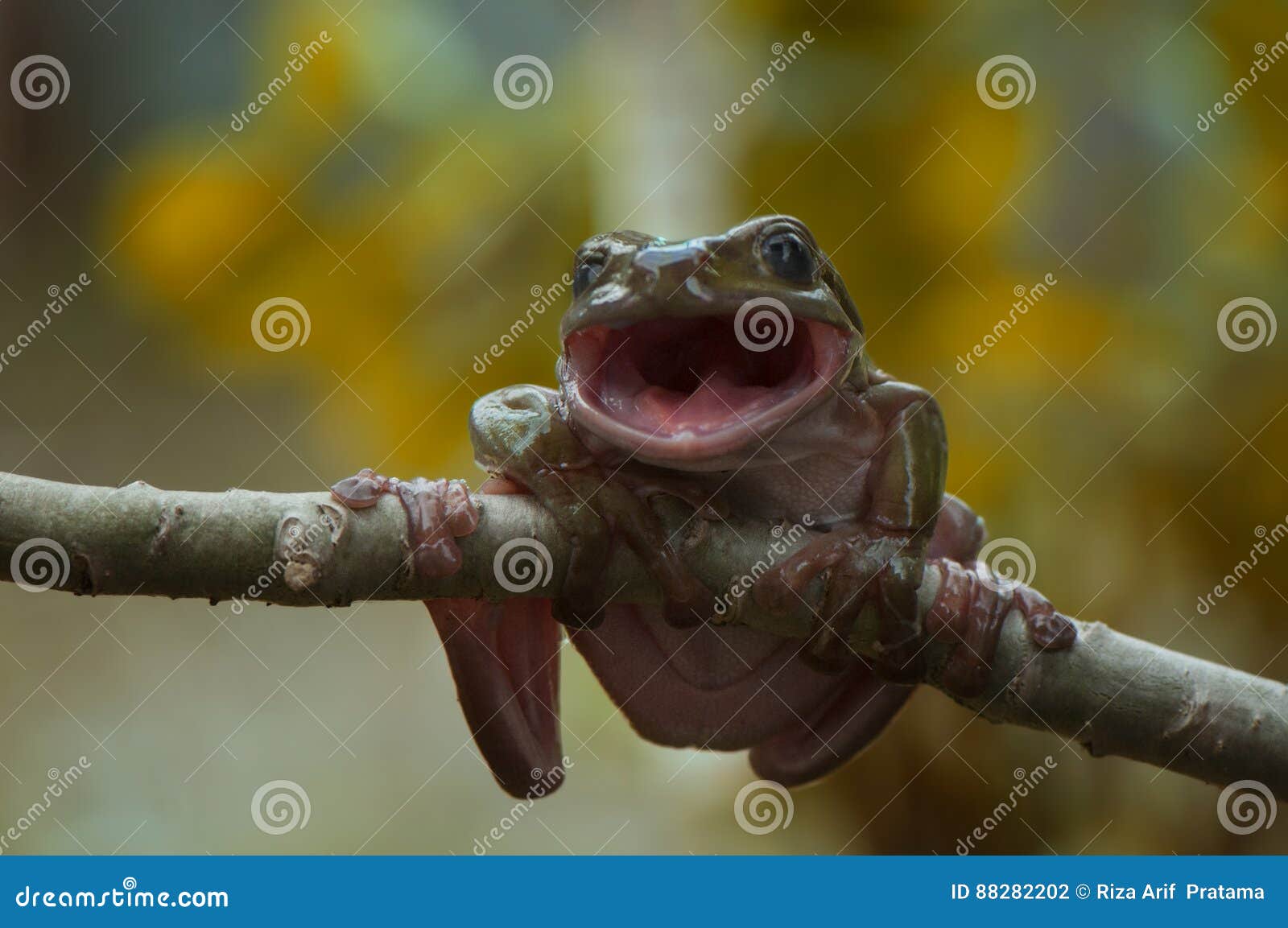 Laughing stock photo. Image of looking, friend, dark - 88282202