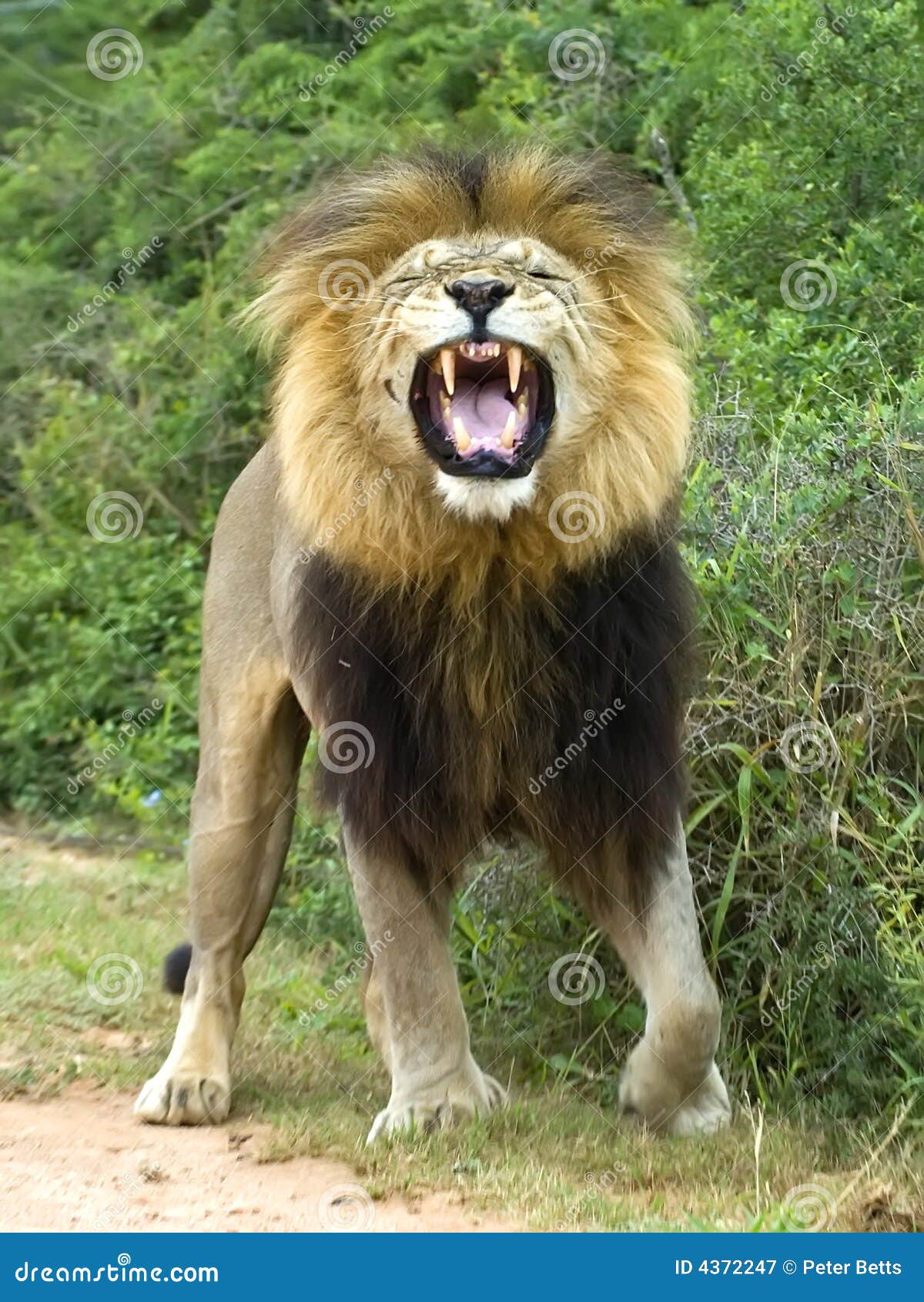 Laughing Lion