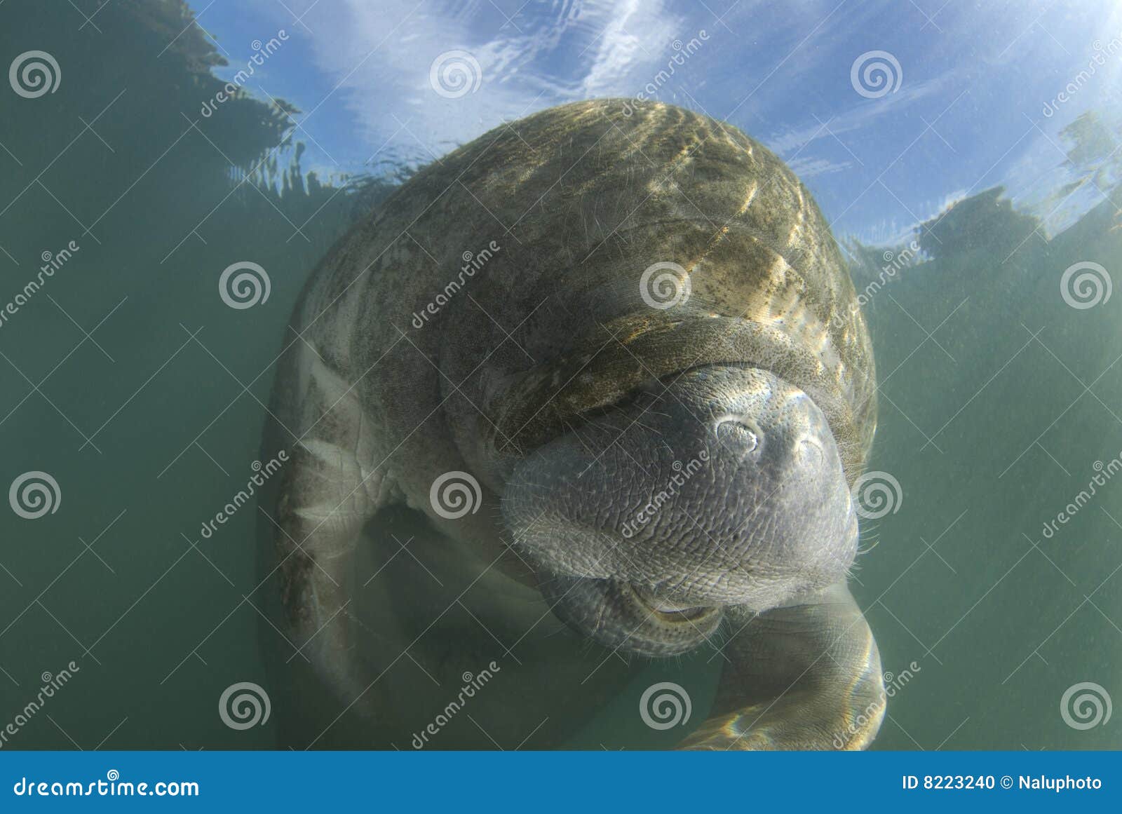 Laughing Manatee stock photo. Image of grey, trichechus - 8223240