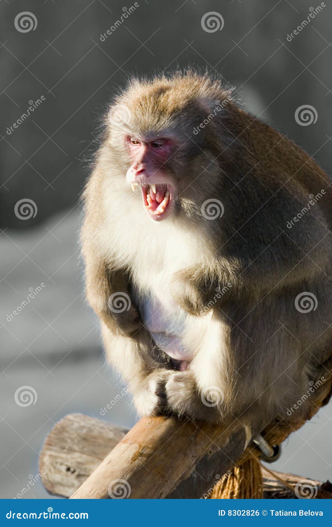 Laughing monkey stock photo. Image of laughing, bright - 8302826