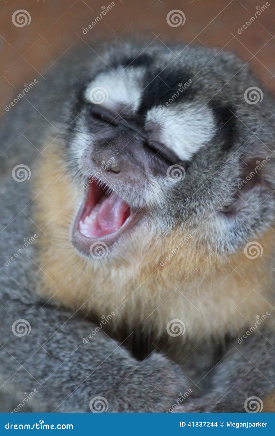 Laughing Monkey stock photo. Image of tropical, forest - 41837244