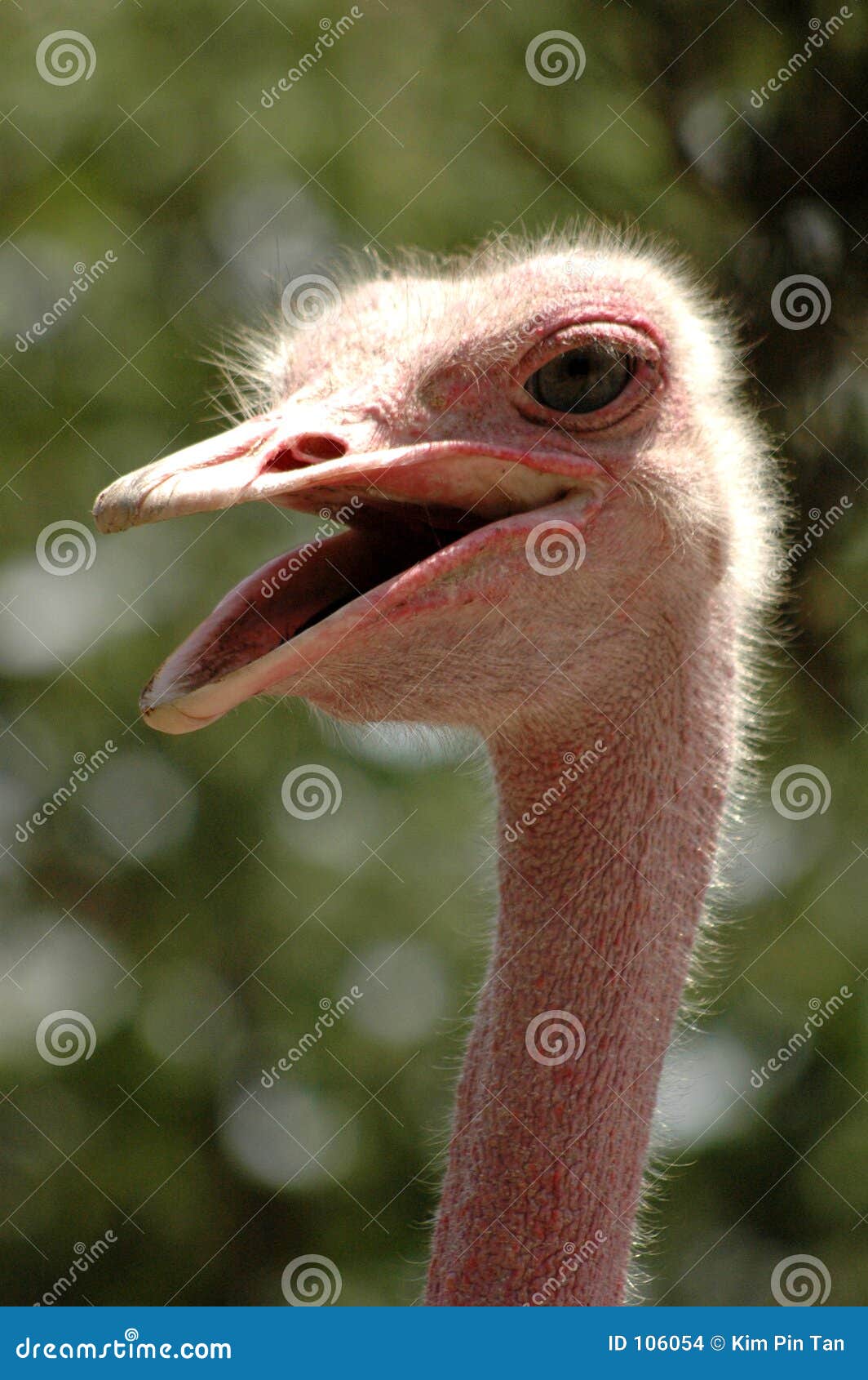 Laughing Ostrich Stock Images - Image: 106054