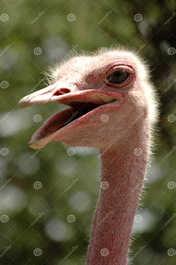 Laughing ostrich stock photo. Image of watching, mouth - 106054