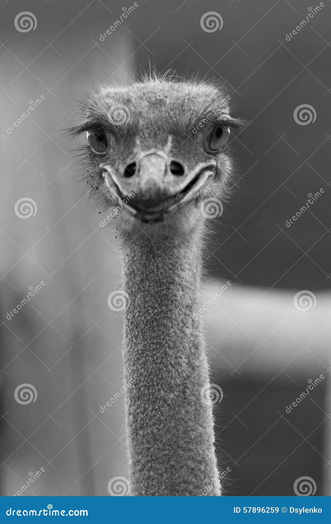 Laughing ostrich stock image. Image of beautiful, watching - 57896259