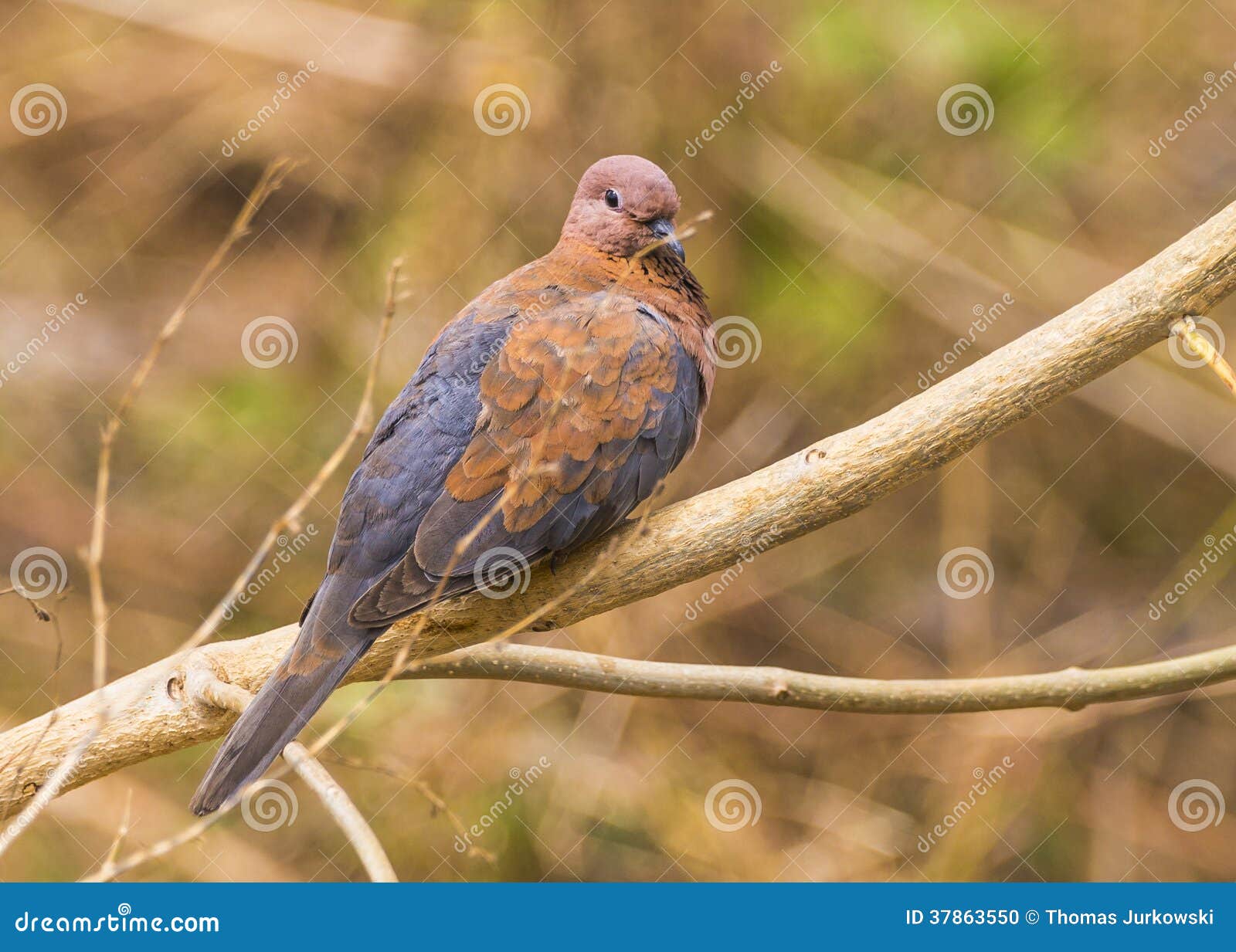 Laughing Palm Dove stock photo. Image of black, female - 37863550