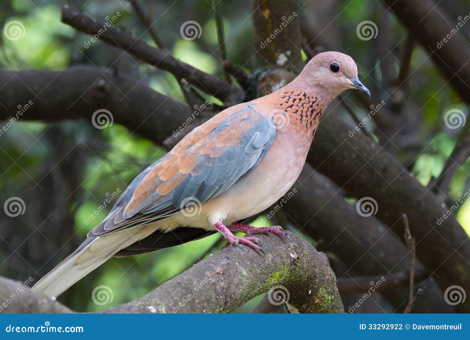 Laughing Palm Dove stock photo. Image of perched, senegal - 33292922