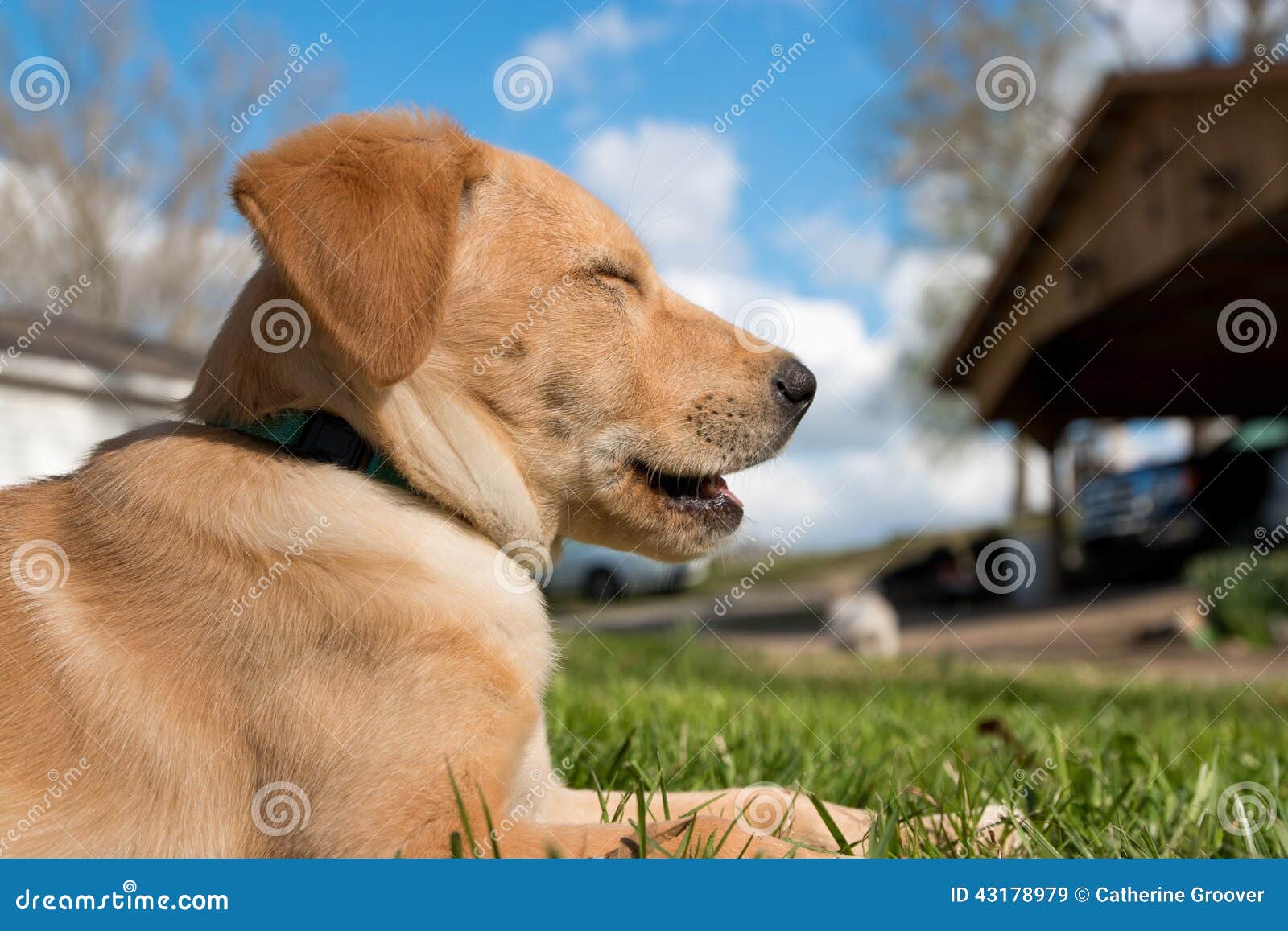Laughing Puppy stock image. Image of ears, laugh, sweetest - 43178979