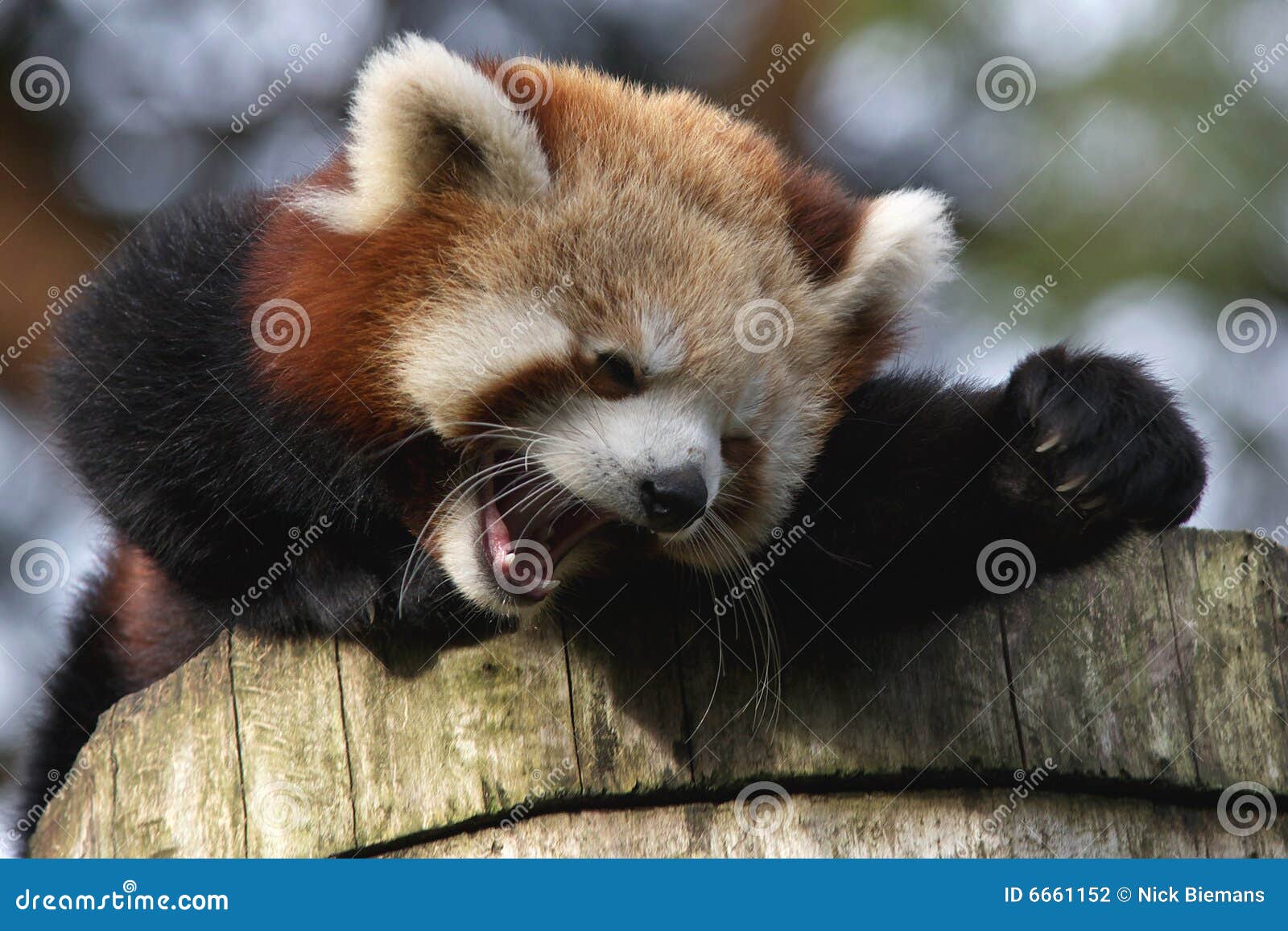 Laughing Red Panda stock photo. Image of portrait, trees - 6661152