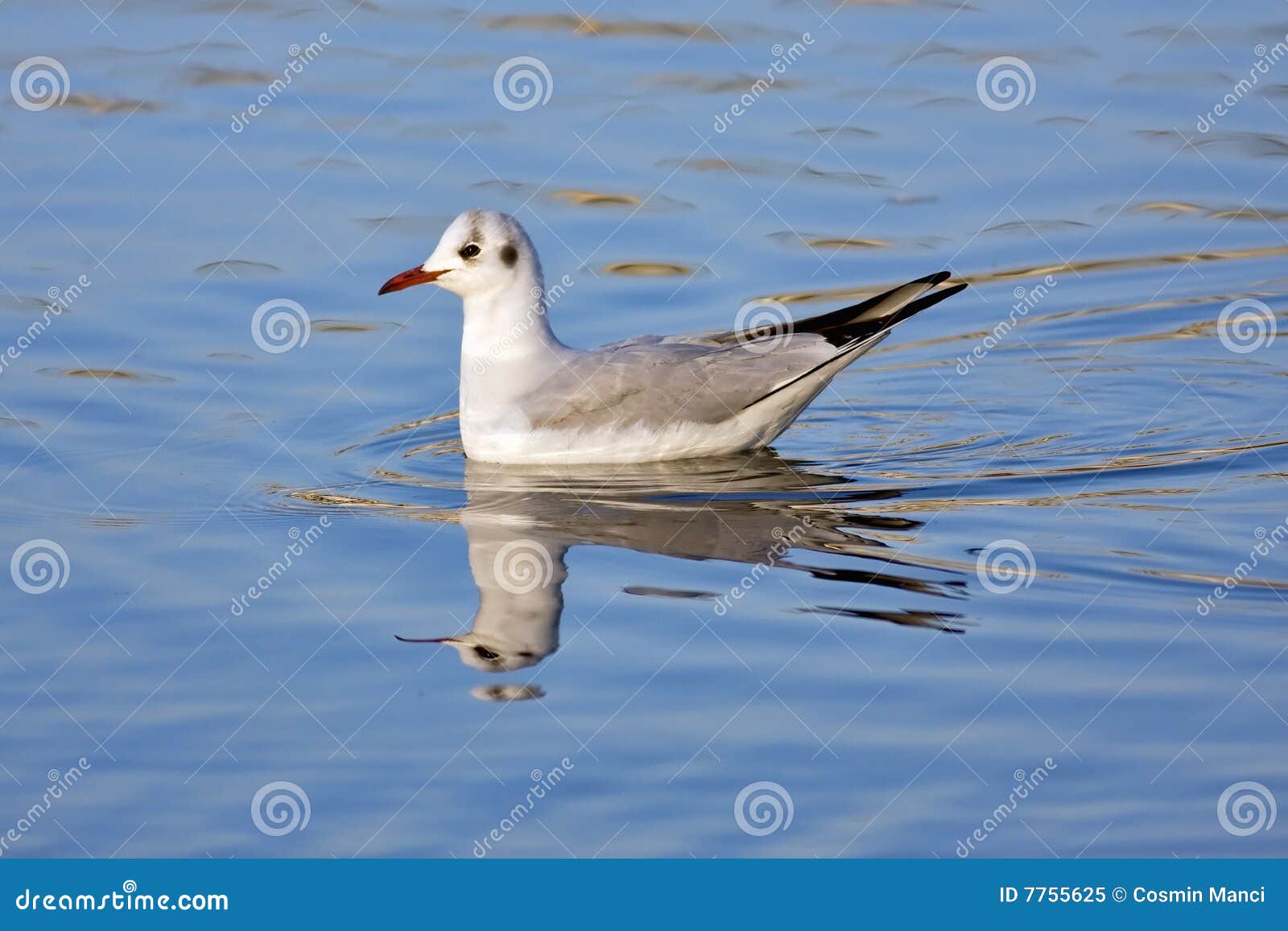 Laughing seagull stock image. Image of nature, flying - 7755625