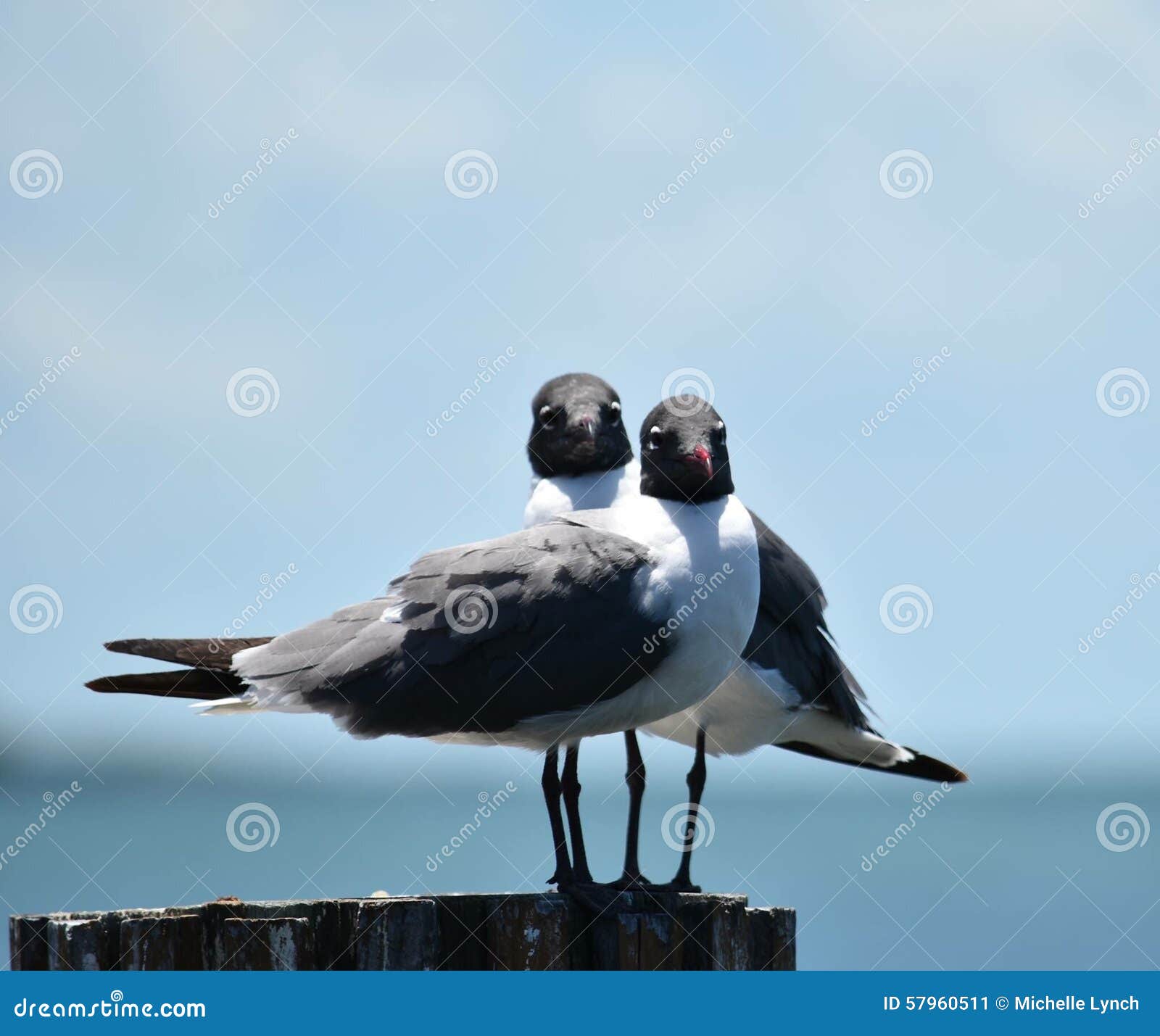 Laughing Seagulls stock image. Image of marathon, marina - 57960511