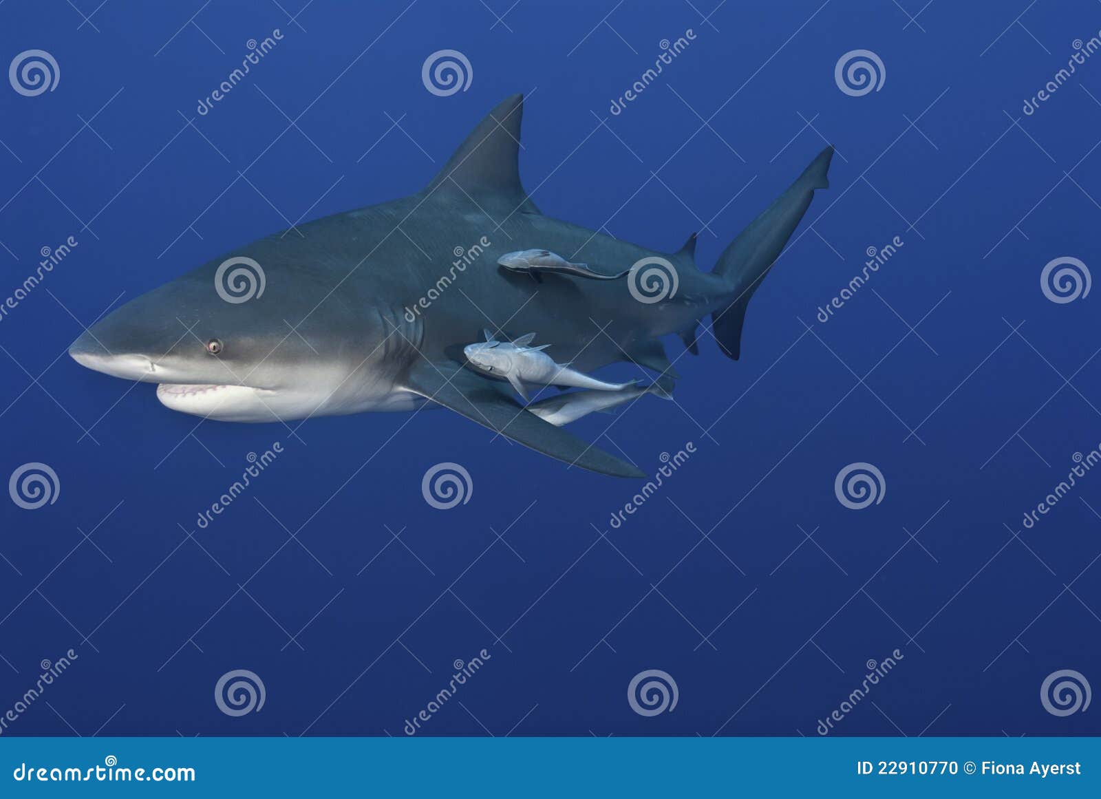 Laughing shark stock photo. Image of mozambique, bull - 22910770