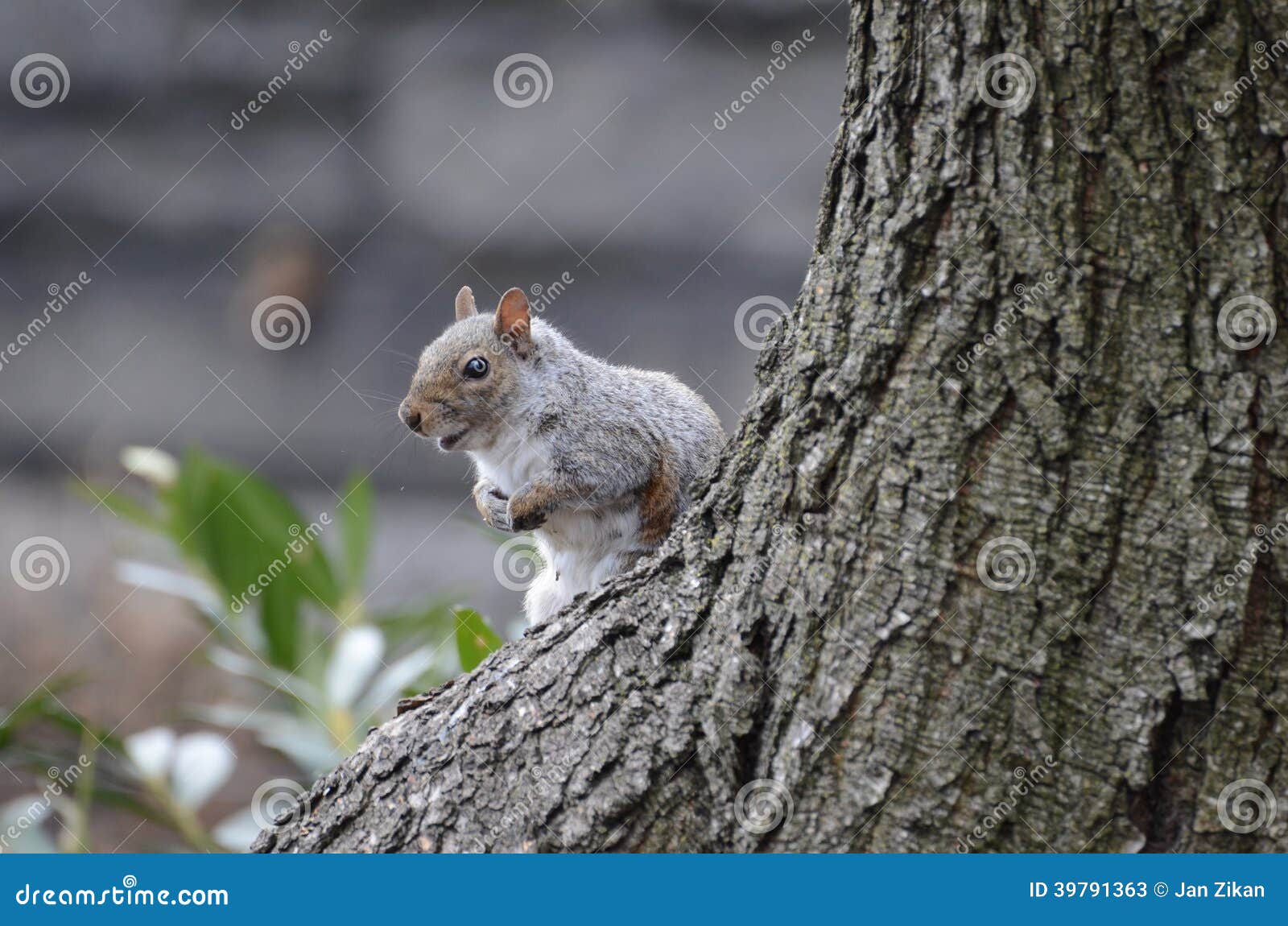 Laughing squirrel stock image. Image of squirrel, detail - 39791363