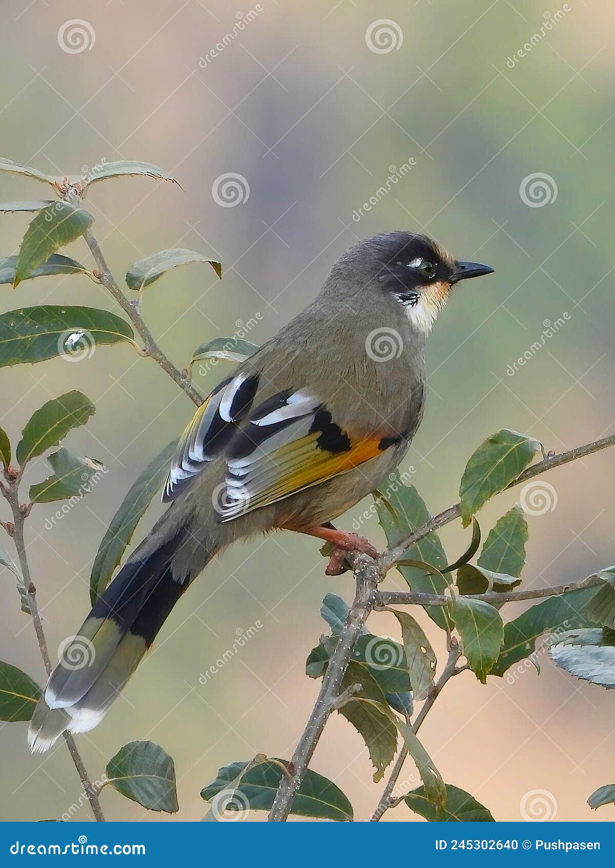 Laughing Thrush on a Tree Branch Stock Photo - Image of nature, bird ...