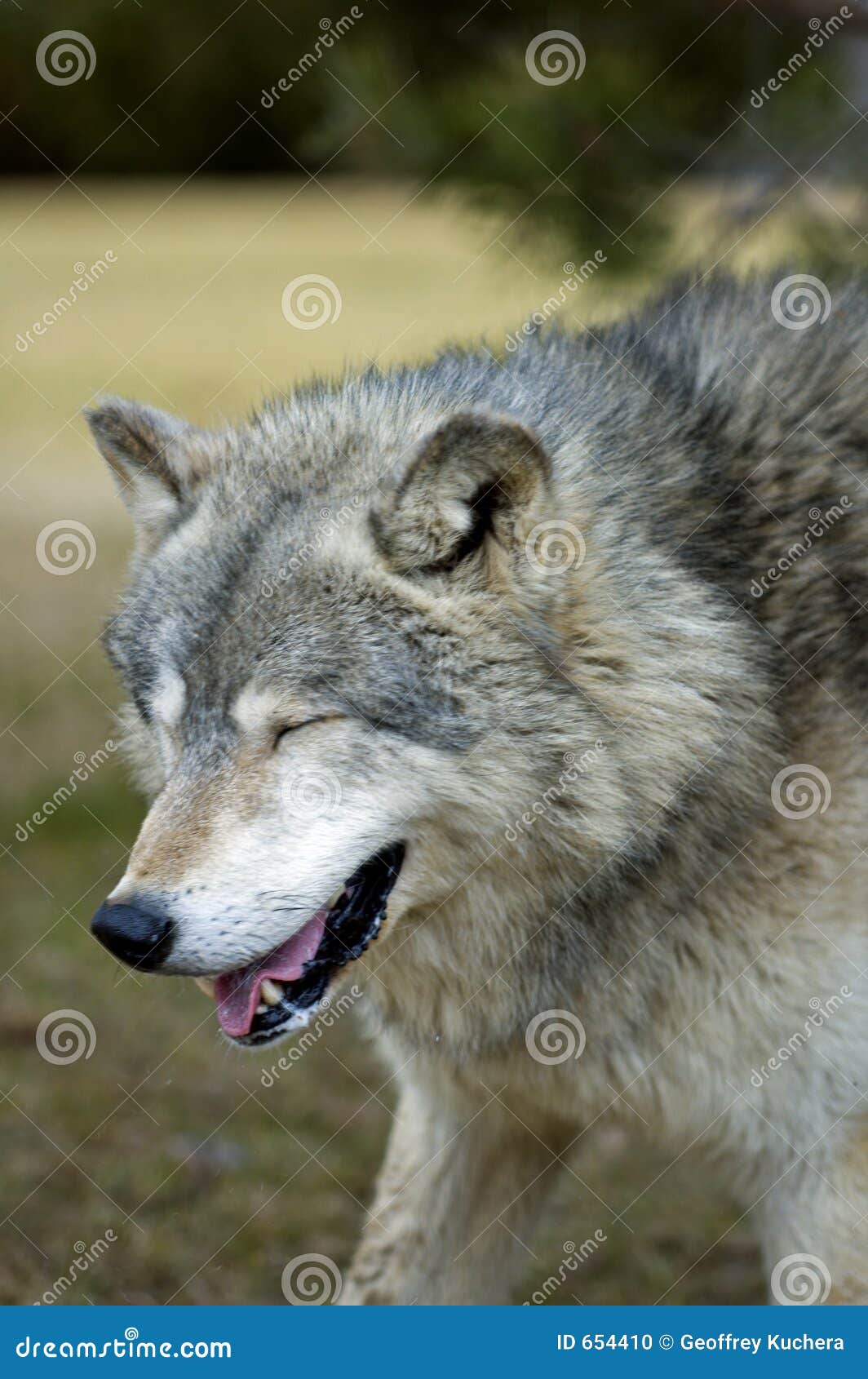 Laughing Timber Wolf (Canis Lupus) - Motion Blur Stock Photo - Image of ...