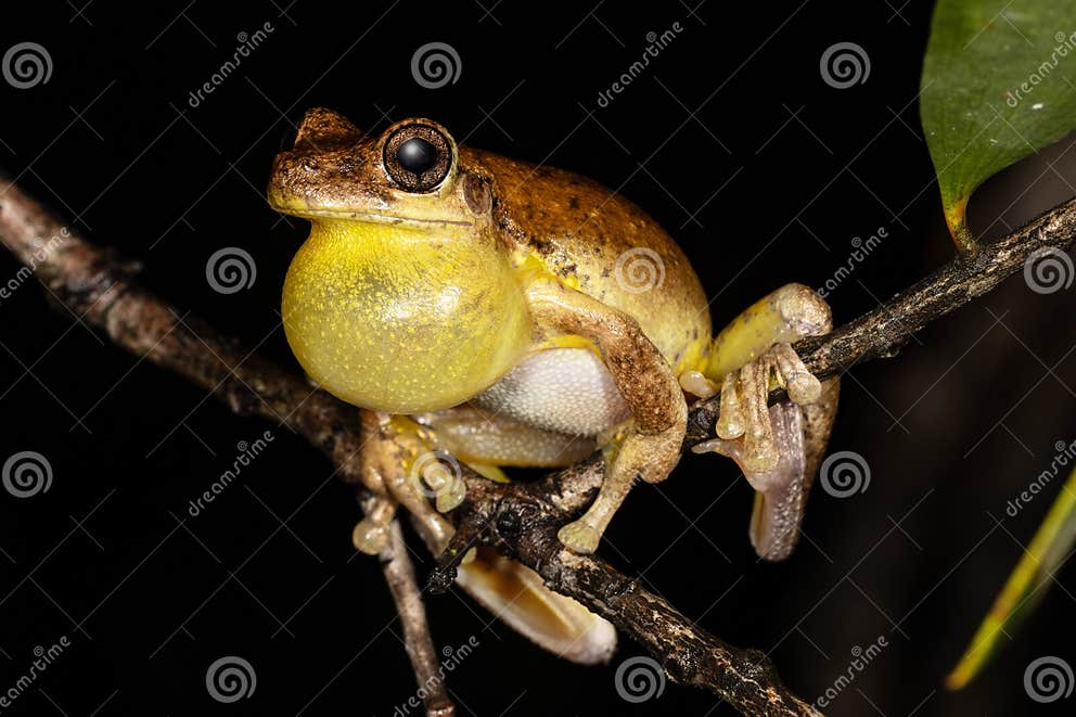 Laughing Tree Frog stock photo. Image of tyler, vocal - 308263732