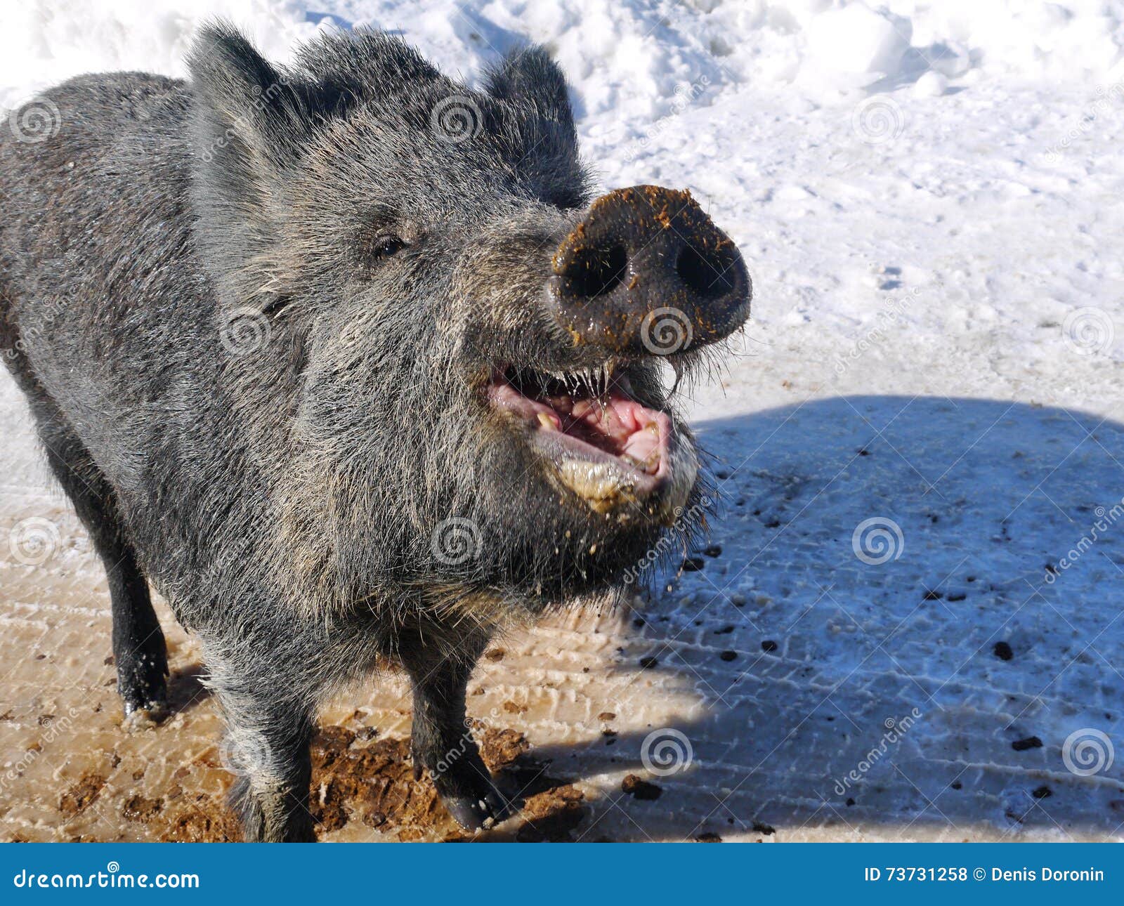 Laughing wild boar stock photo. Image of nose, laughing - 73731258