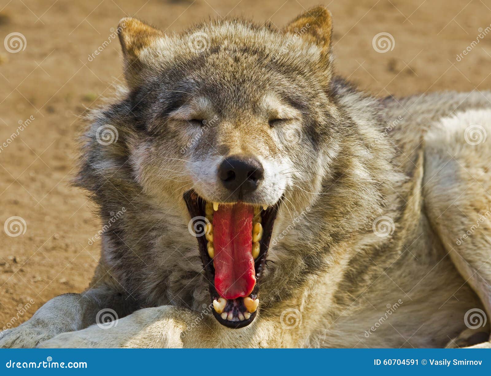 Laughing Wolf stock image. Image of head, funny, danger - 60704591