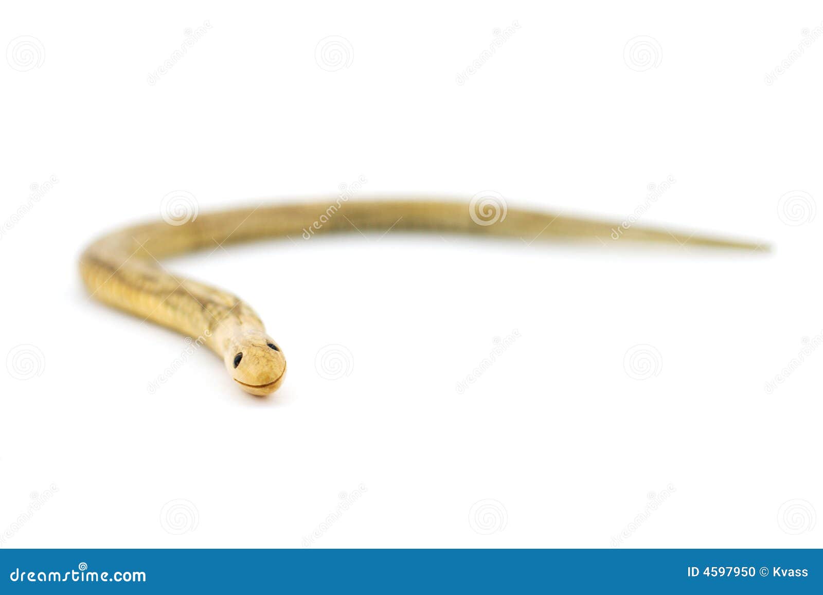 Laughing wooden snake stock photo. Image of reptile, macro - 4597950