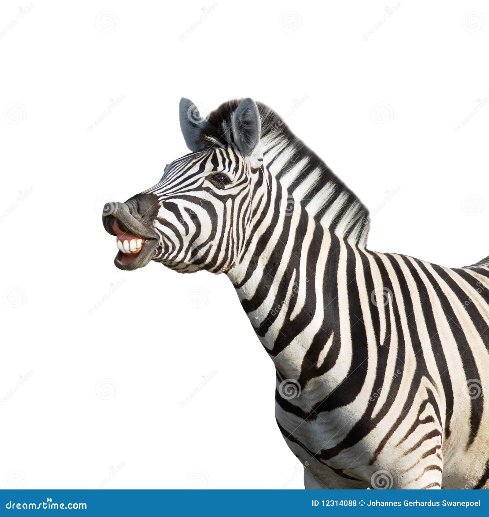 Zebra Funny Face
