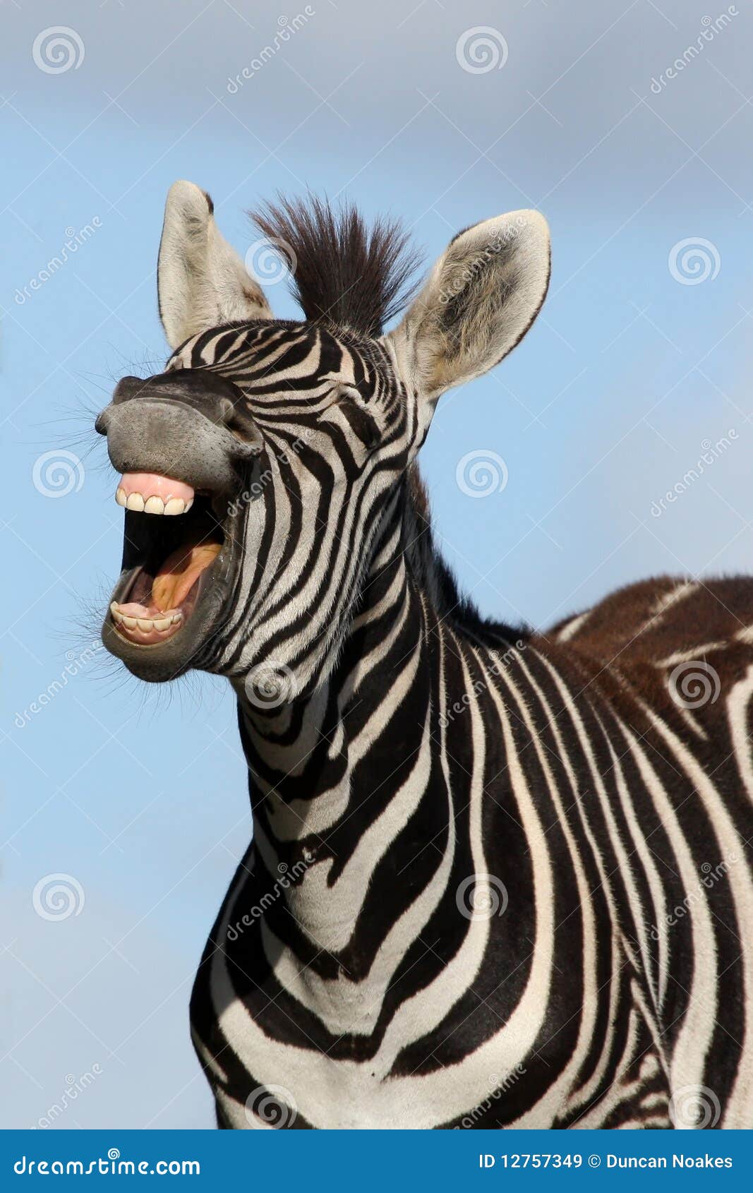 Laughing Zebra stock image. Image of chuckle, mammal - 12757349