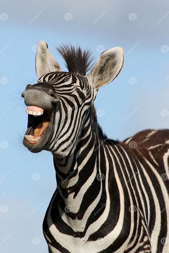Laughing Zebra stock image. Image of chuckle, mammal - 12757349