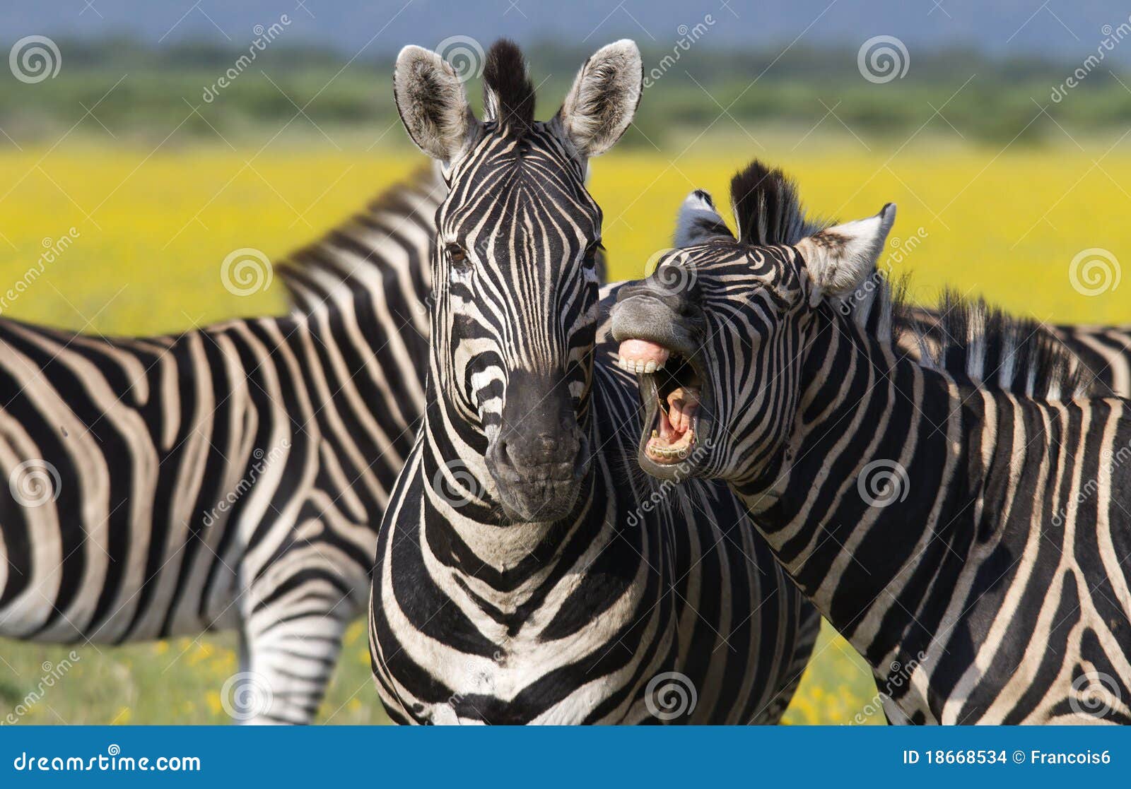 Laughing Zebra stock photo. Image of mammal, wildlife - 18668534