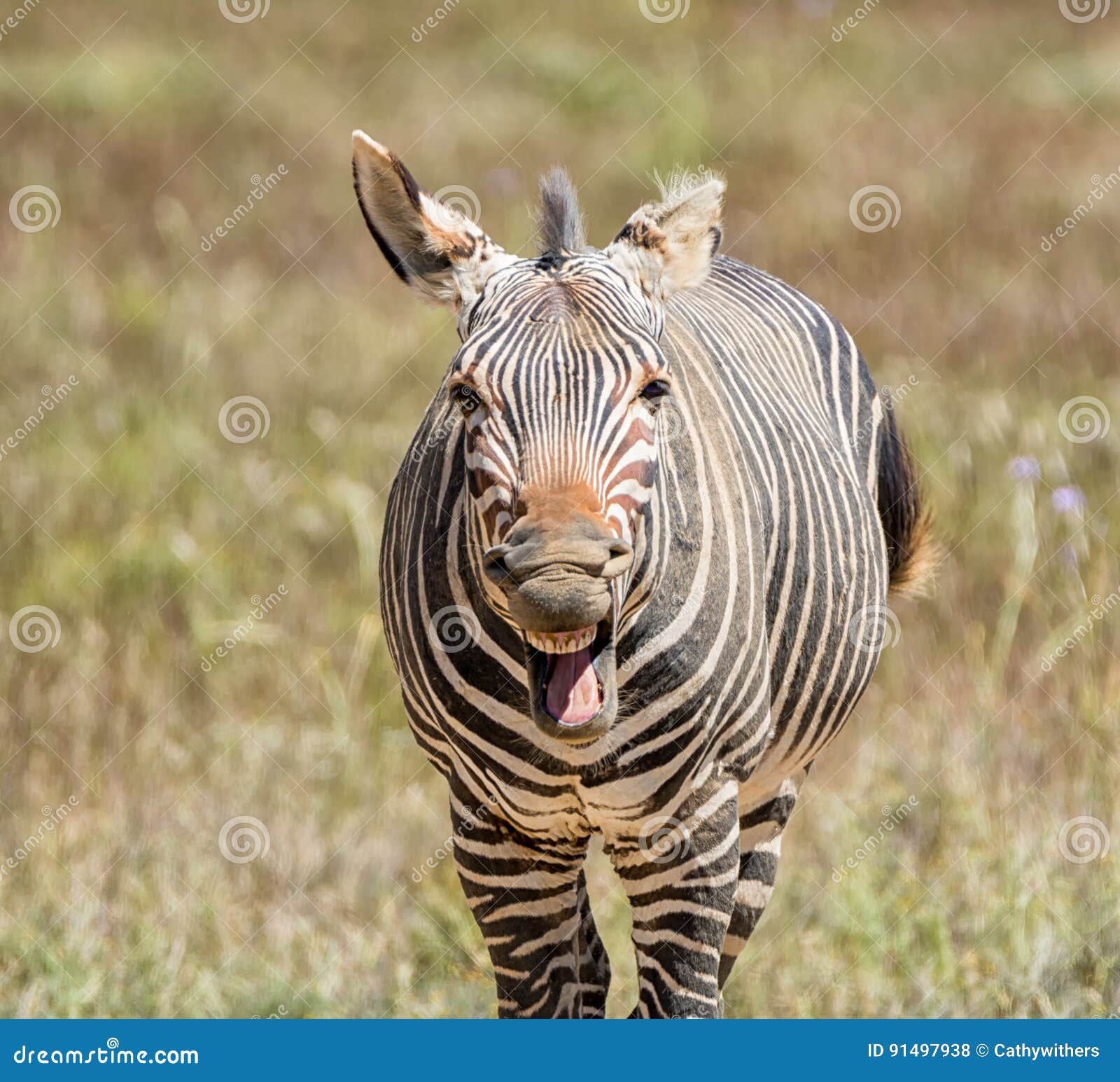 Laughing Zebra stock photo. Image of plain, equus, grasslands - 91497938