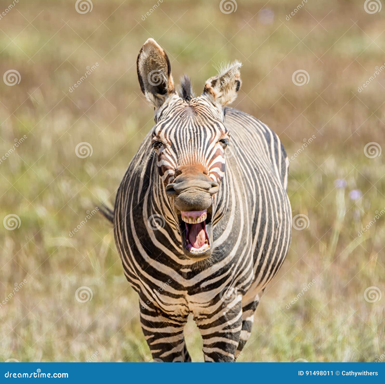 Laughing Zebra stock image. Image of plain, africa, head - 91498011