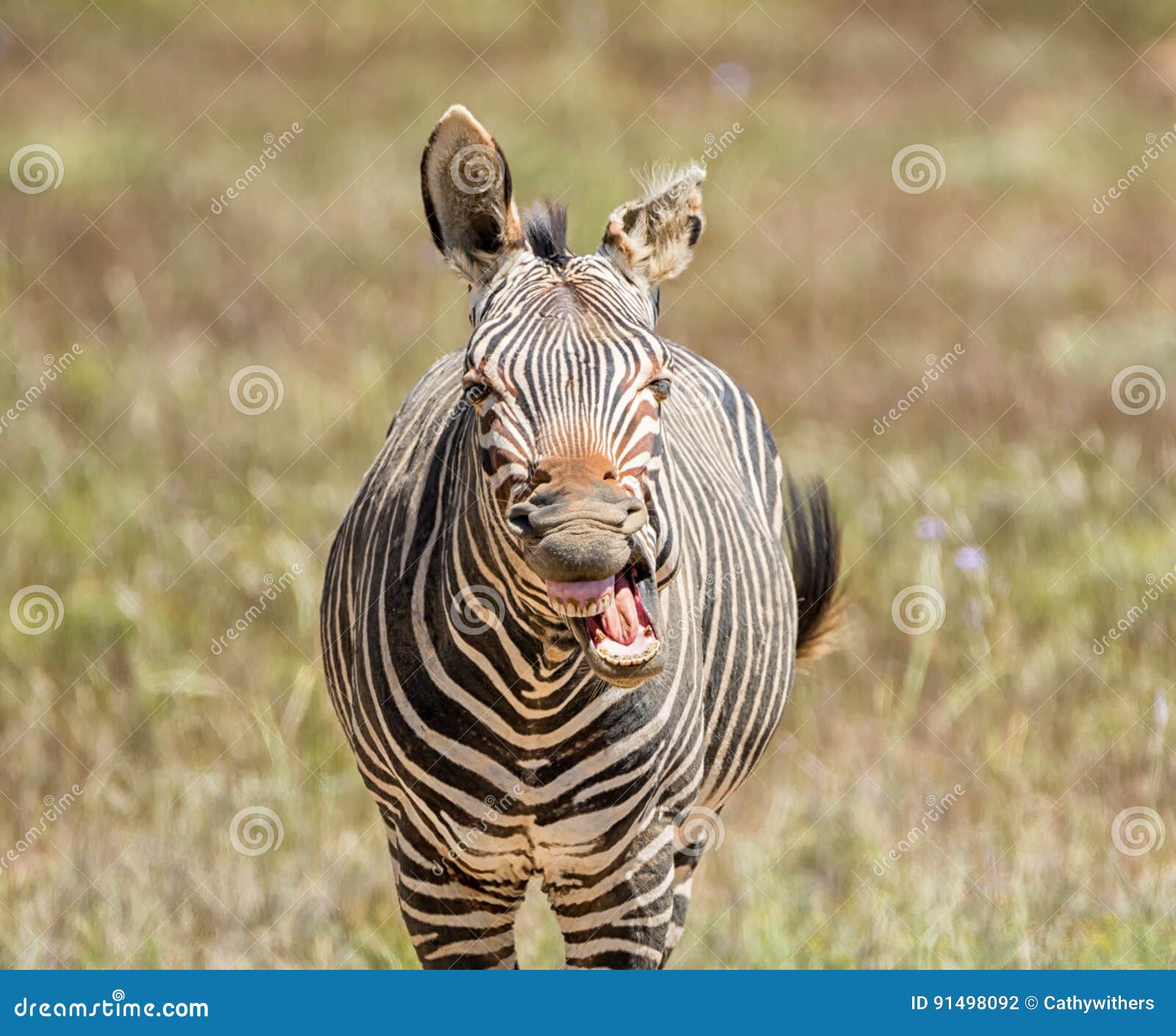 Laughing Zebra stock photo. Image of laughing, mouth - 91498092