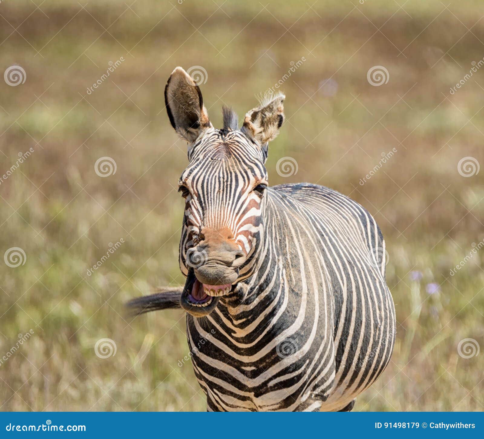 Laughing Zebra stock image. Image of grass, safari, african - 91498179