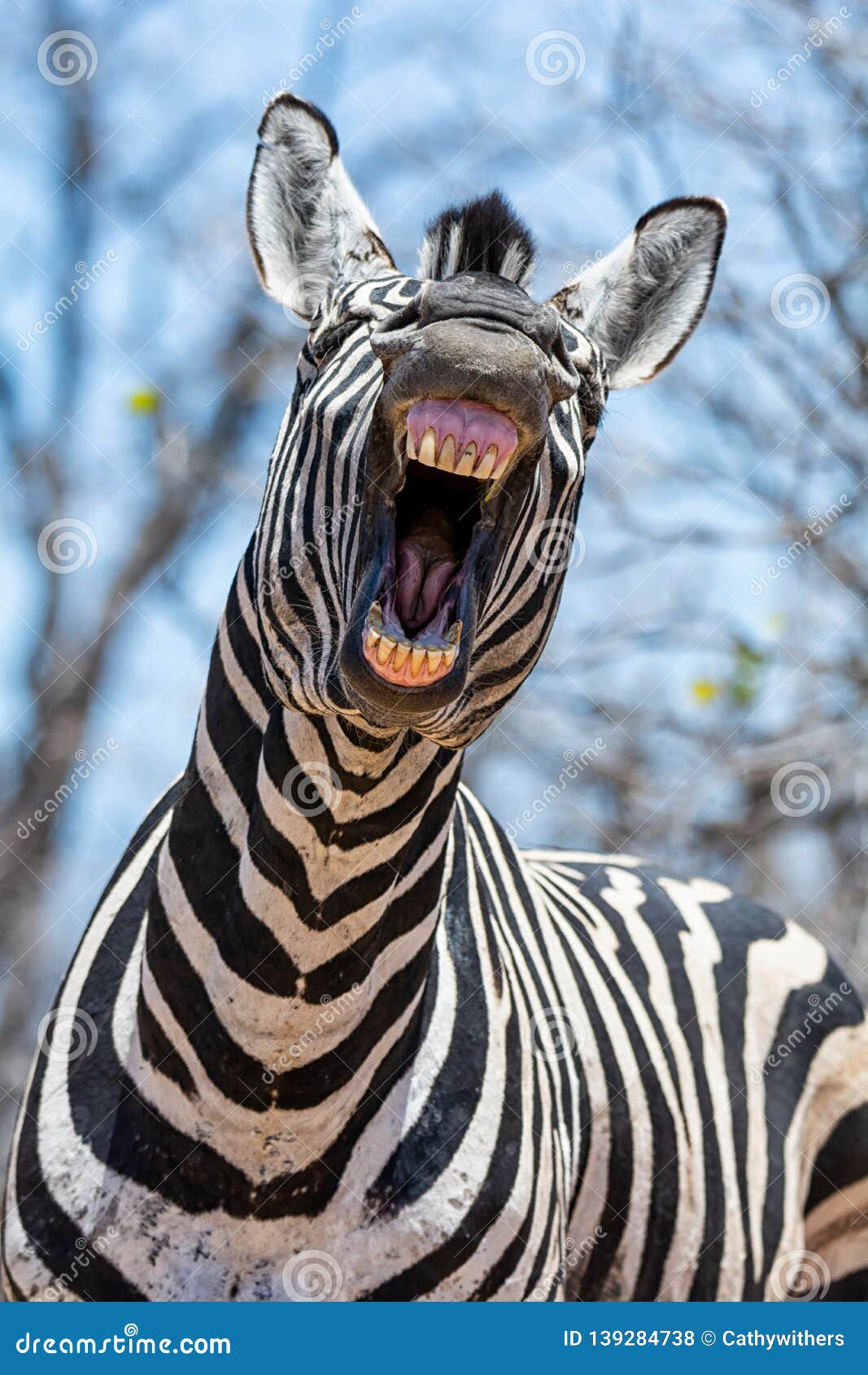 Laughing Zebra stock photo. Image of mane, mouth, comical - 139284738