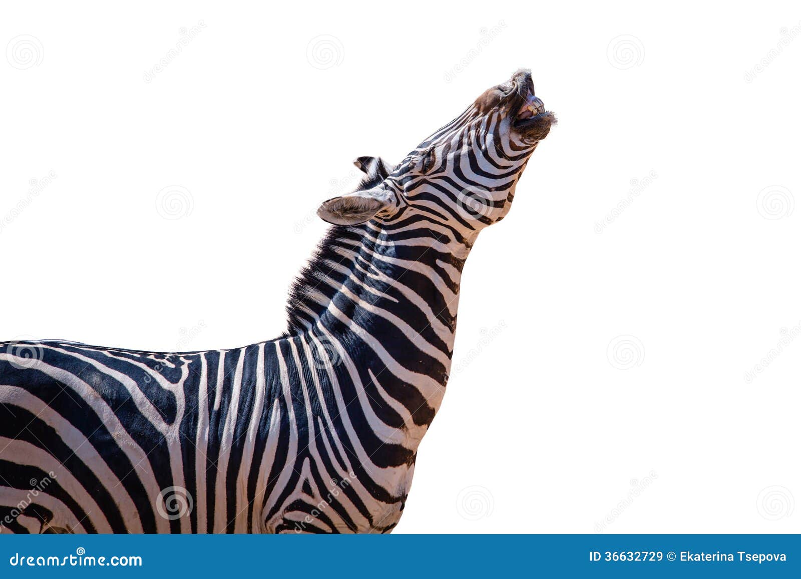Laughing zebra isolated stock image. Image of laughing - 36632729