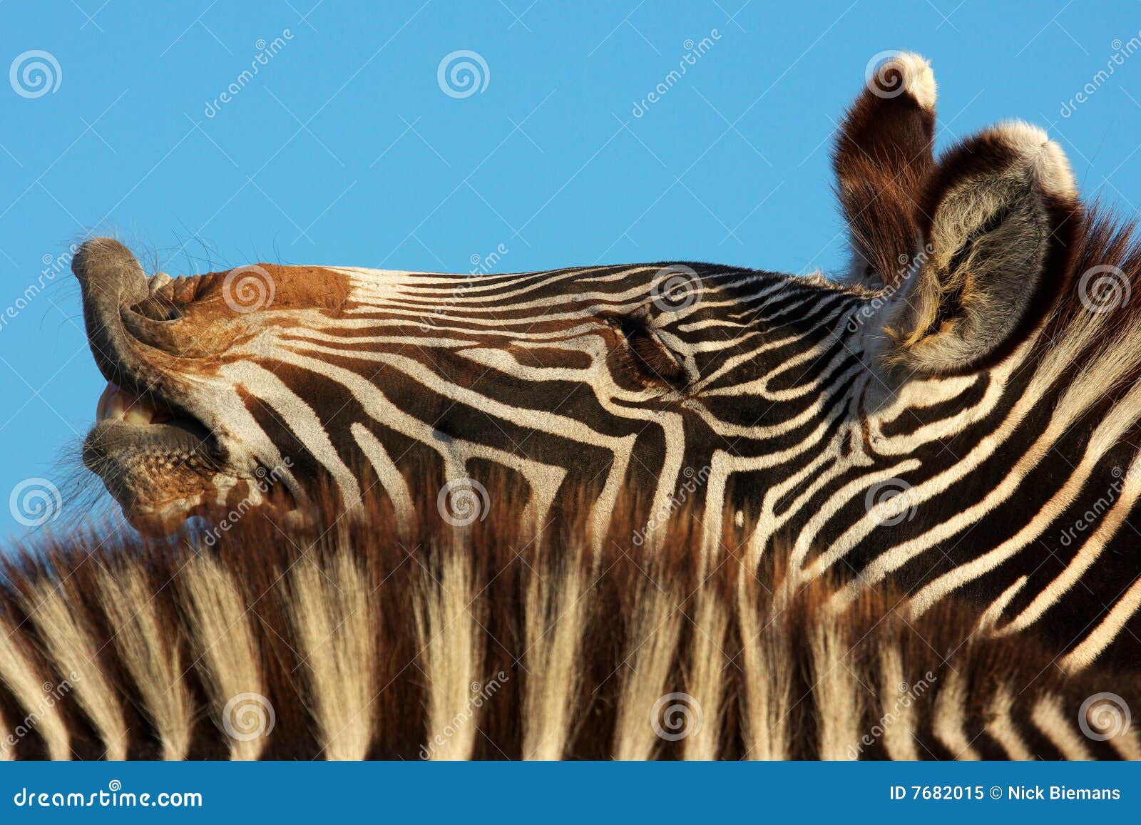 Laughing zebra portrait stock image. Image of wildlife - 7682015