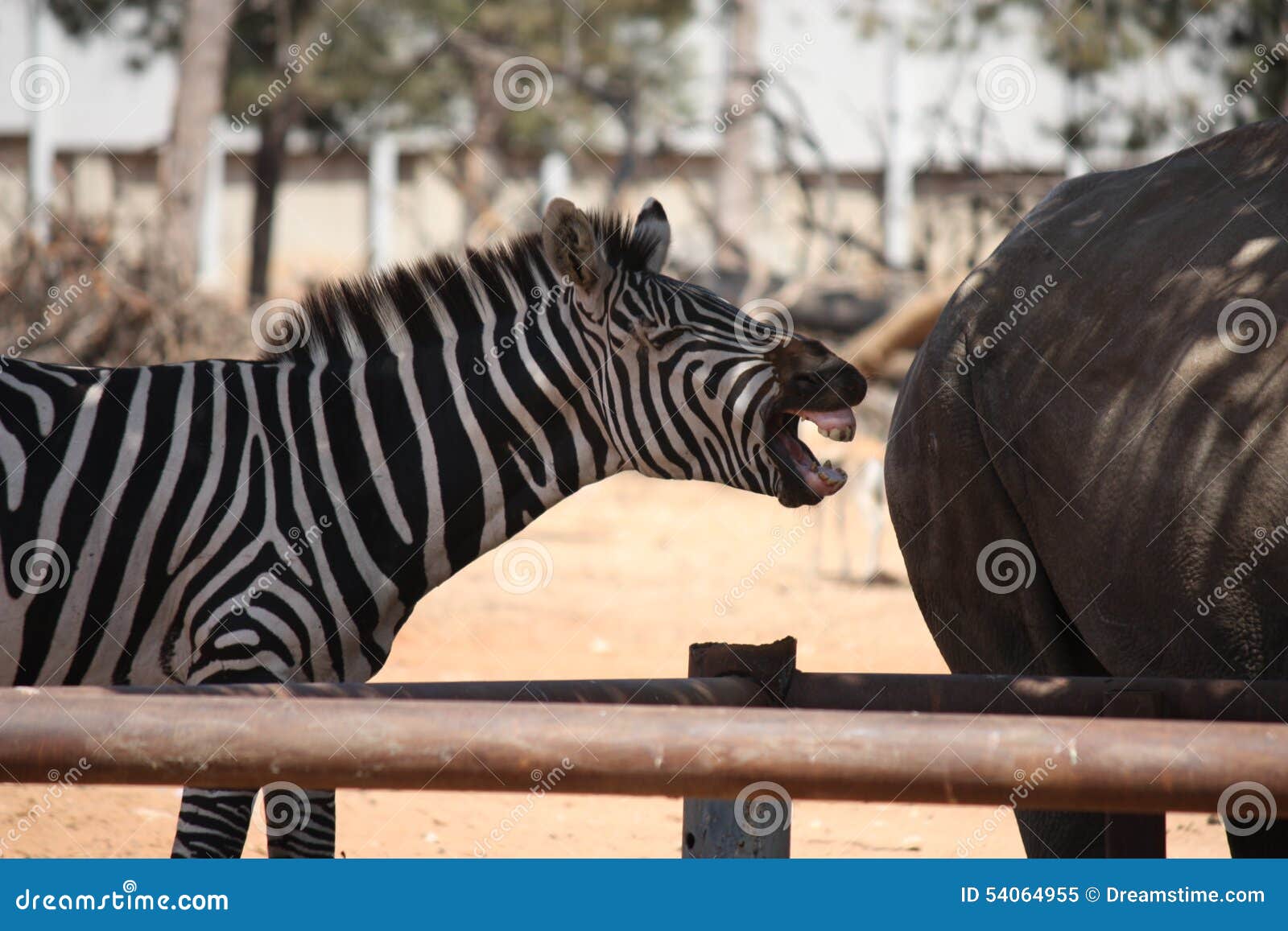 Laughing zebra stock image. Image of black, white, safari - 54064955