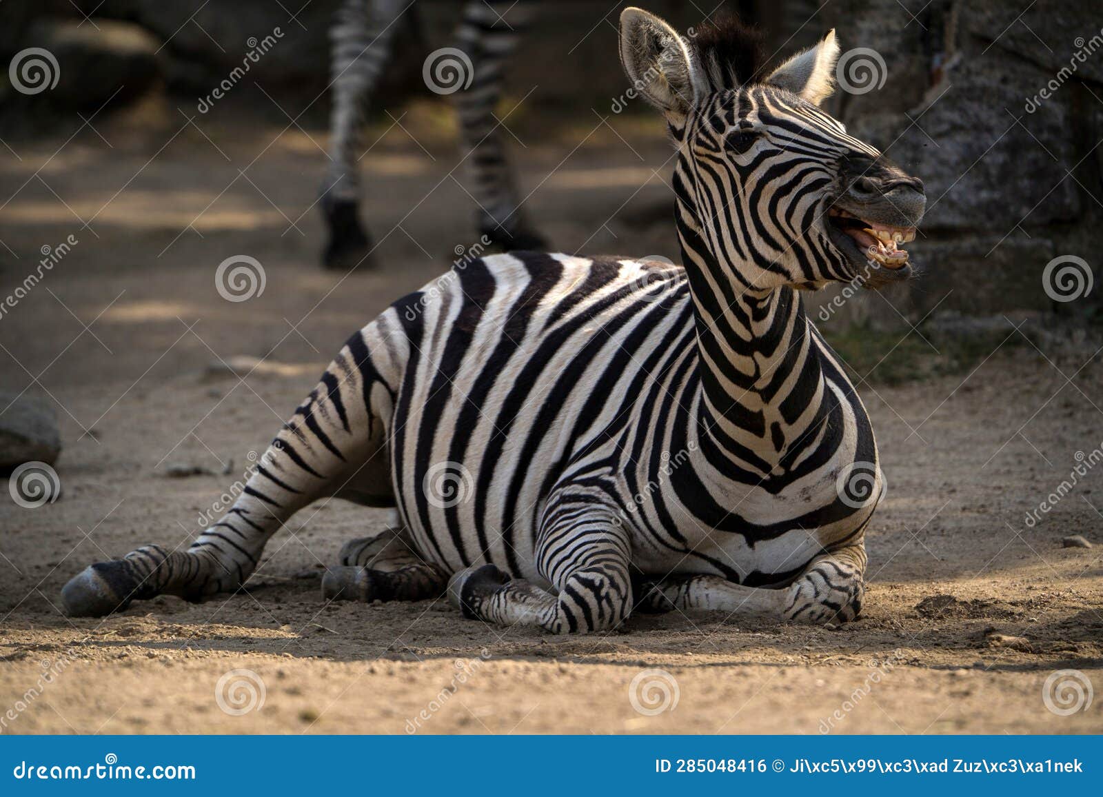 Laughing zebra in zoo park stock photo. Image of open - 285048416